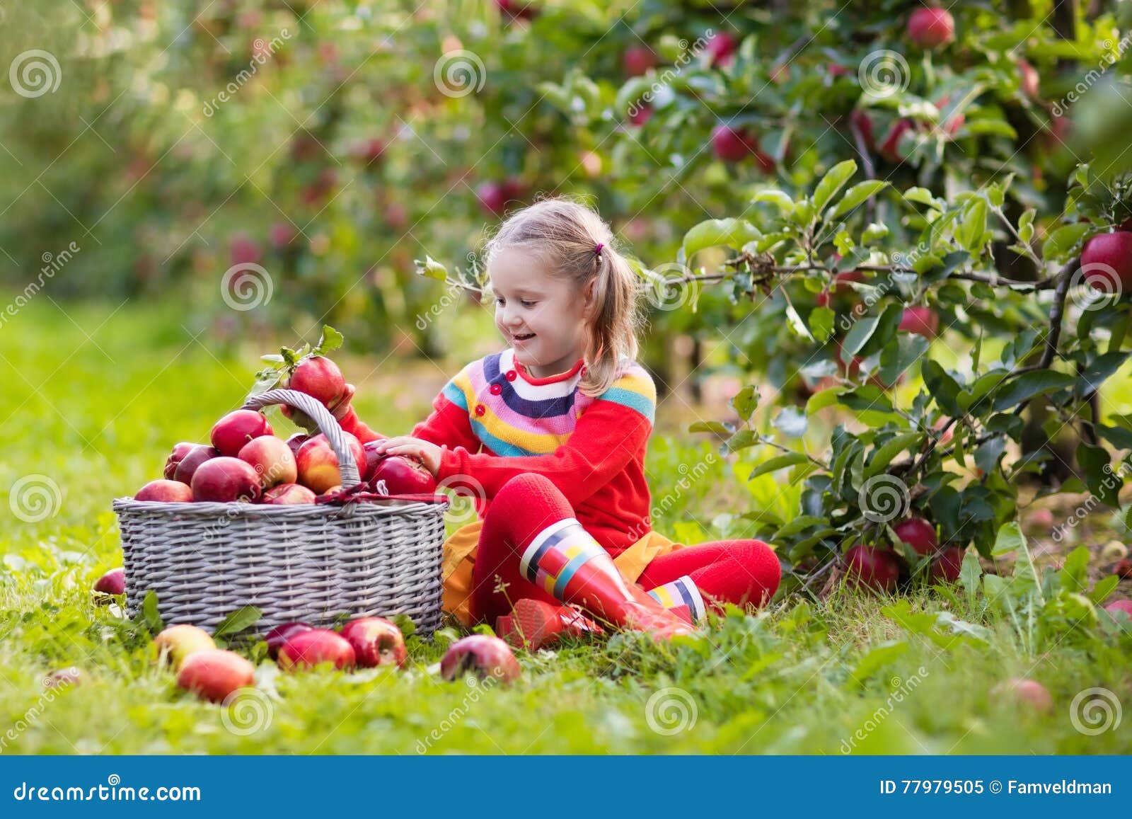 Meisje Het Plukken Appel in Fruittuin Stock Afbeelding - Image of groen ...