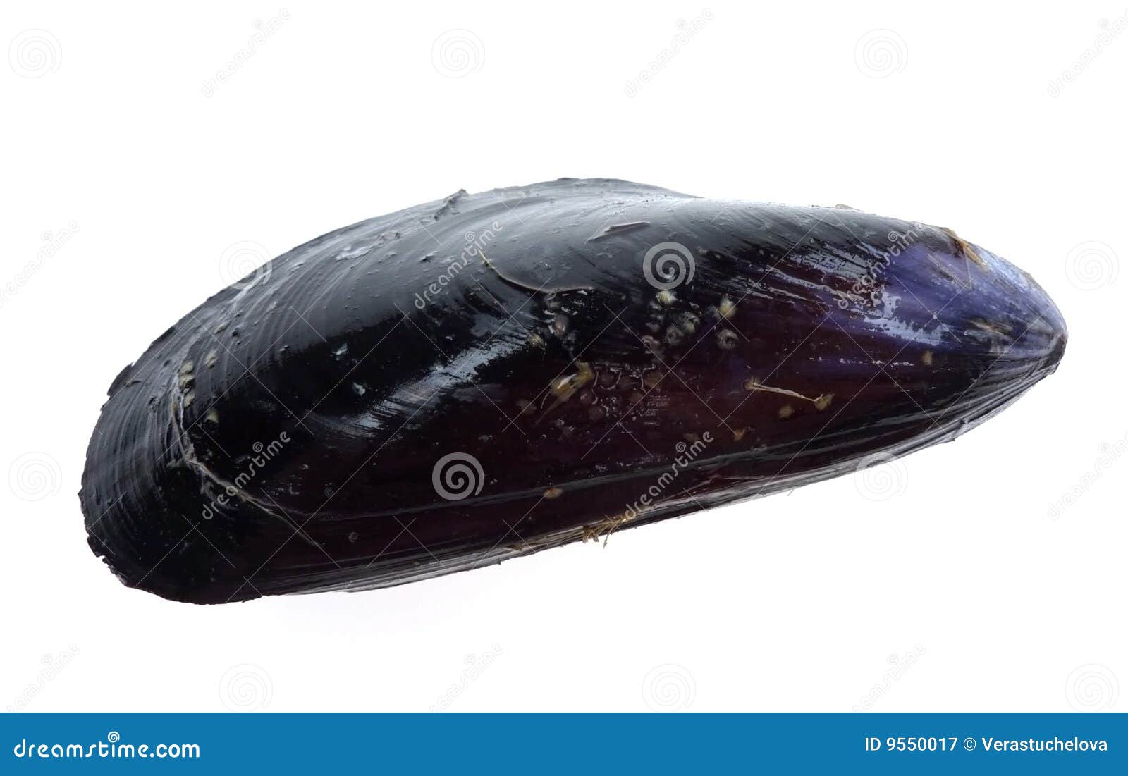 Mejillón aislado en blanco imagen de archivo. Imagen de cubo - 9550017
