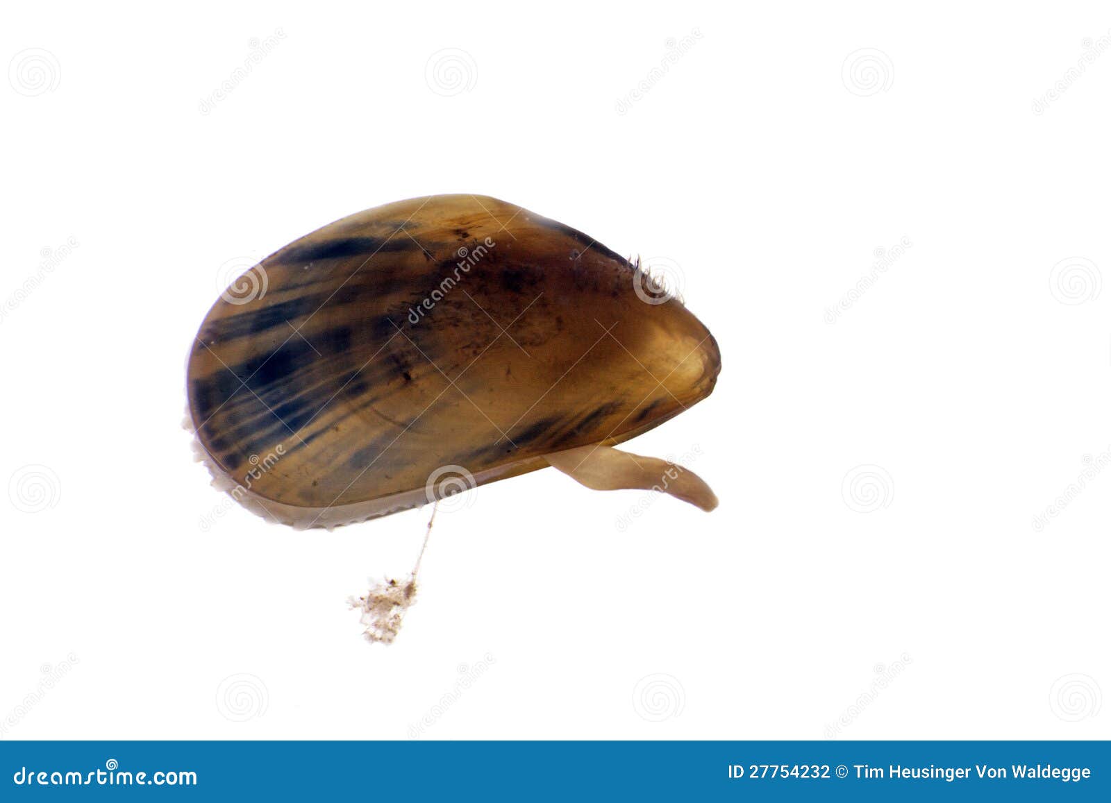 Mejillón azul foto de archivo. Imagen de comer, animales - 27754232