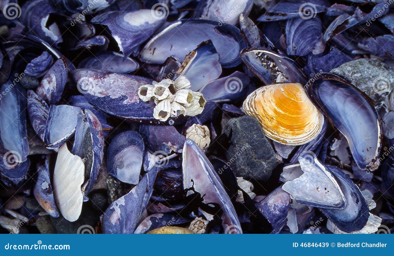 Mejillones azules y lapas imagen de archivo. Imagen de litoral - 46846439