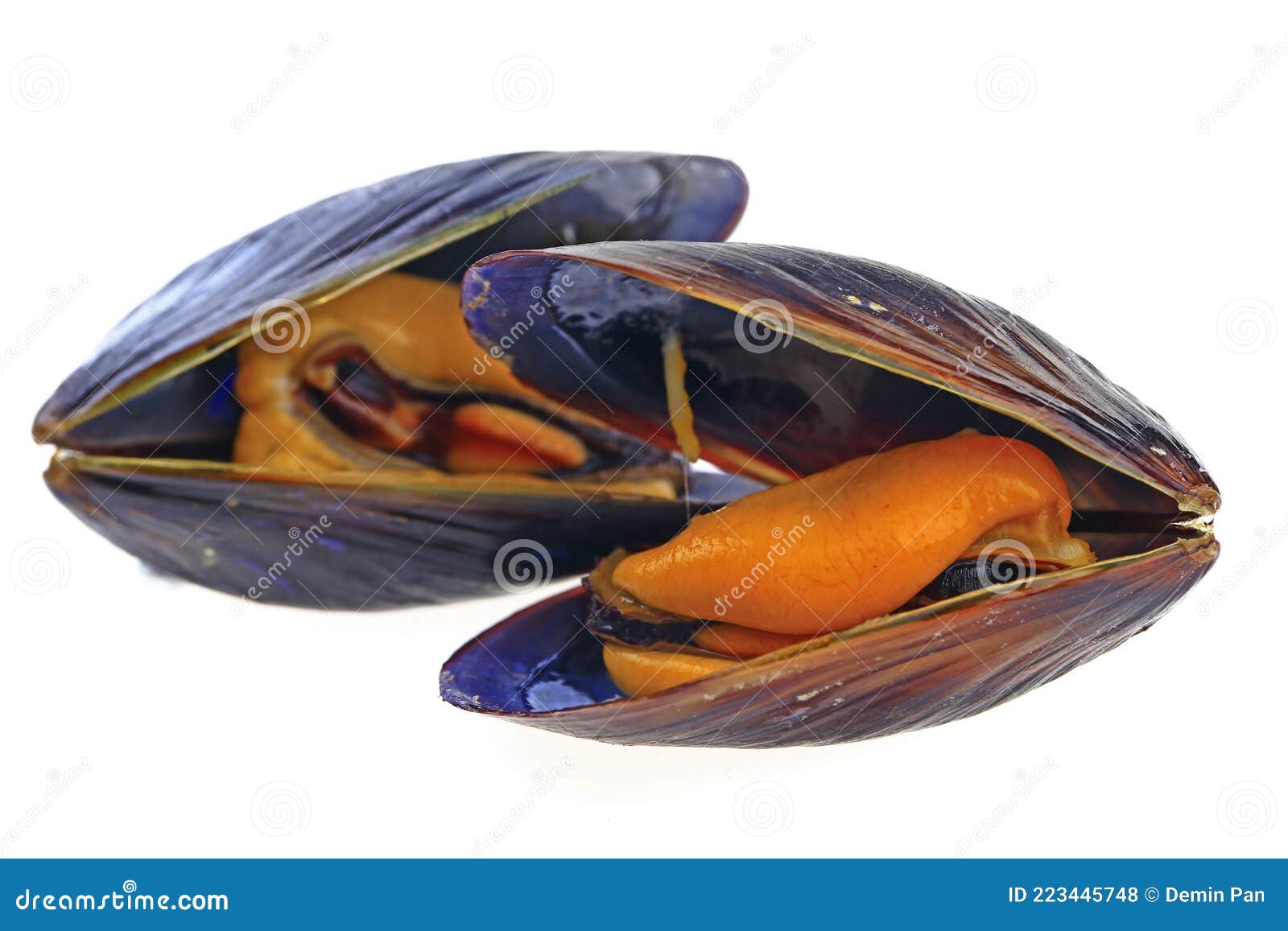 Mejillones Sobre Fondo Blanco Foto de archivo - Imagen de cubo, fresco ...