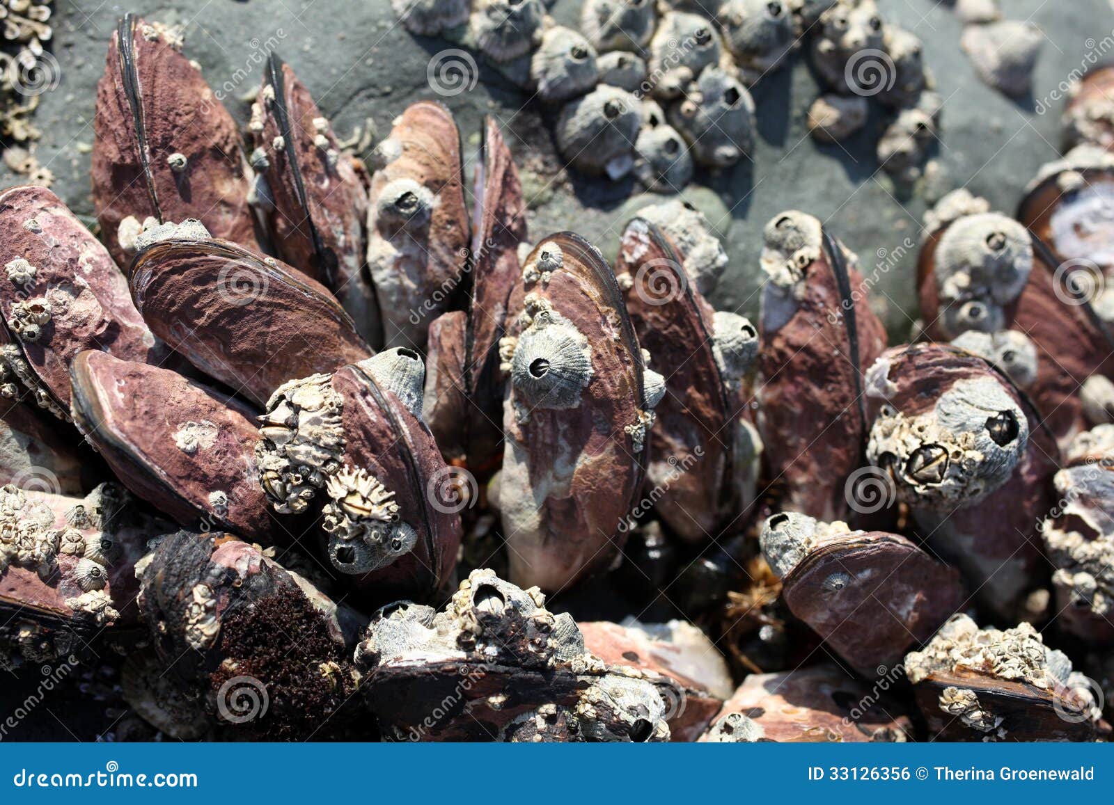 Mejillones y lapas foto de archivo. Imagen de copo, playa - 33126356