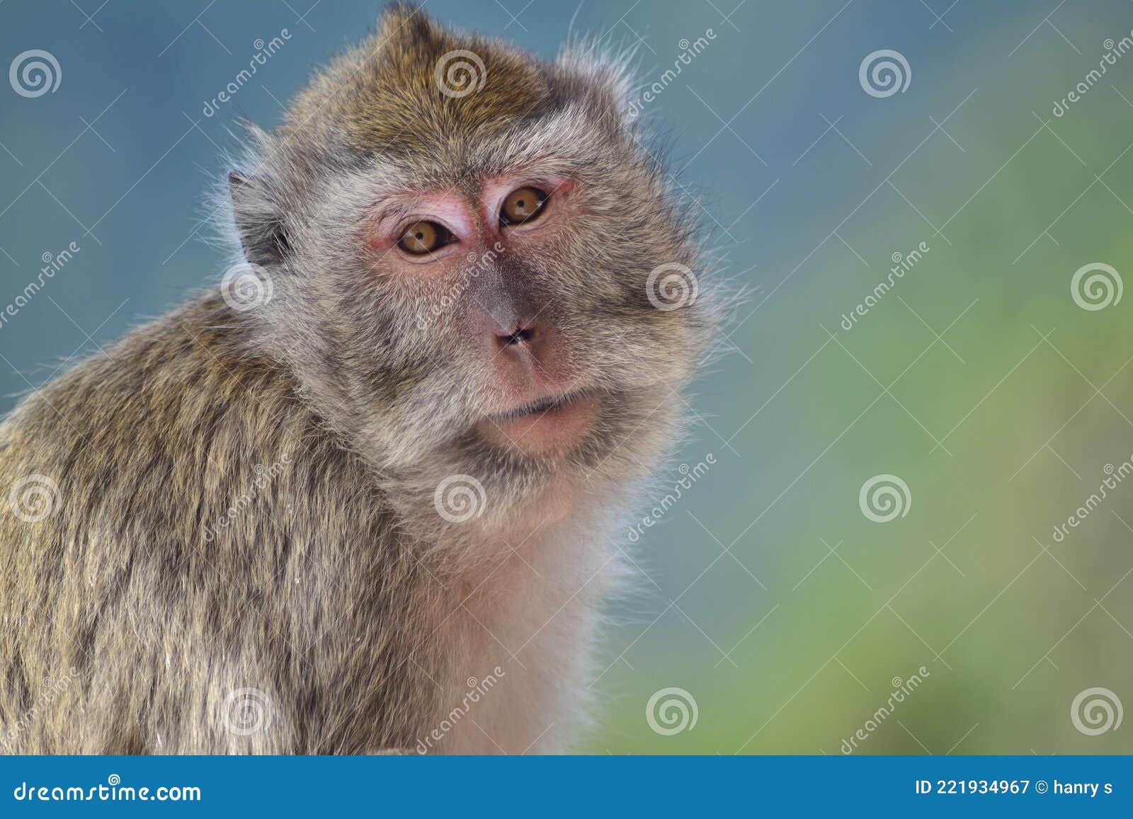 Mejor Cara De Mono Con Sonrisa Imagen de archivo - Imagen de macaca ...