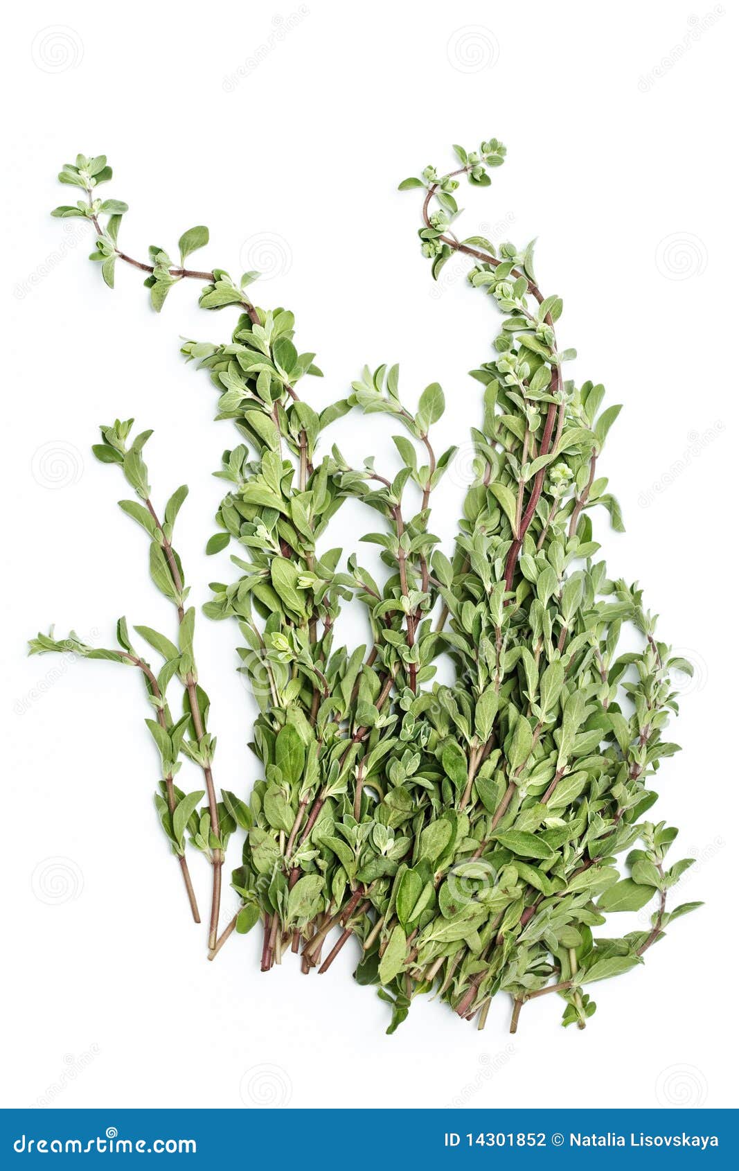 Mejorana foto de archivo. Imagen de alimento, hierba - 14301852