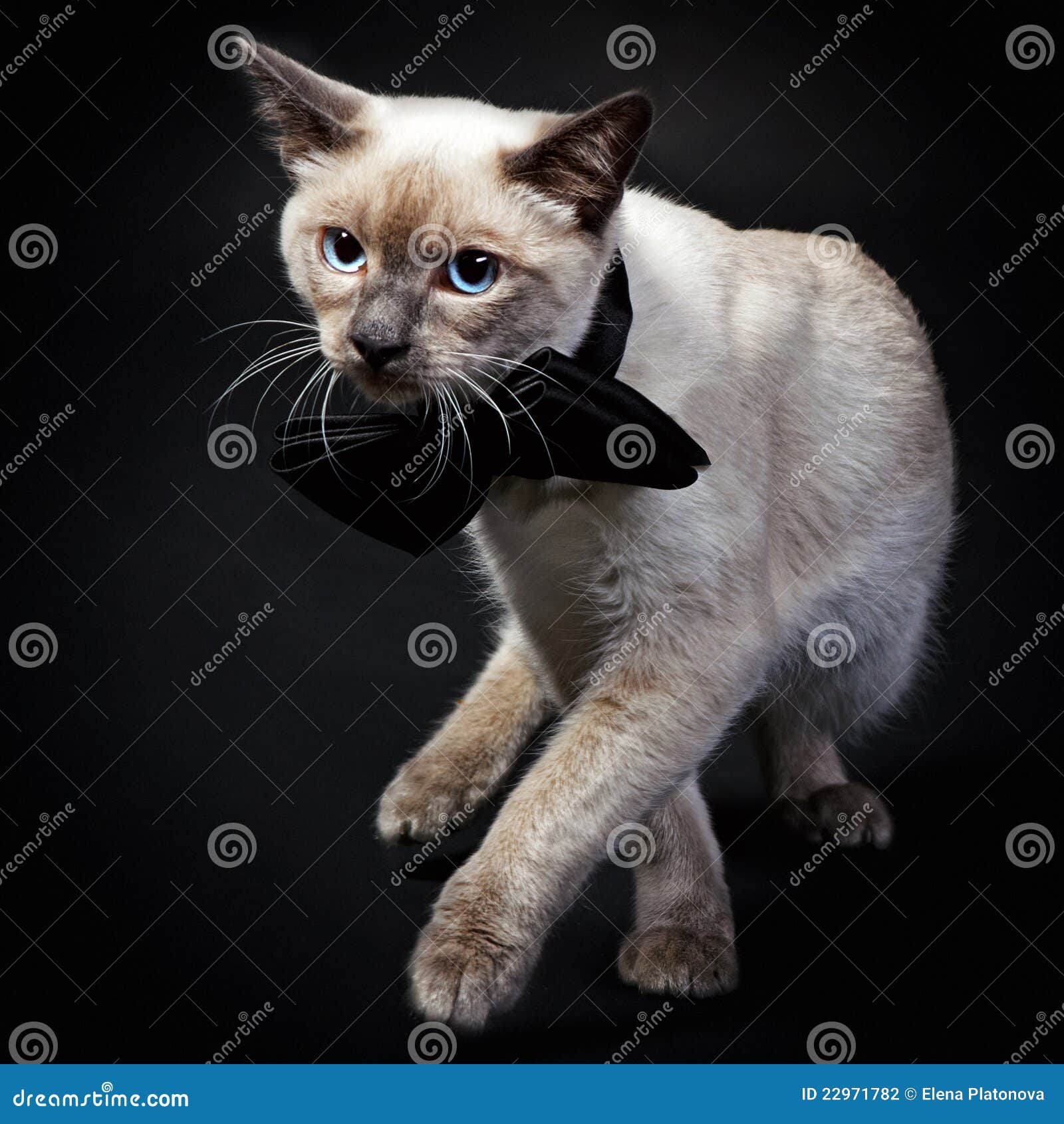 Mekong Bobtail Cat 7 Stock Photos - Free & Royalty-Free Stock Photos ...