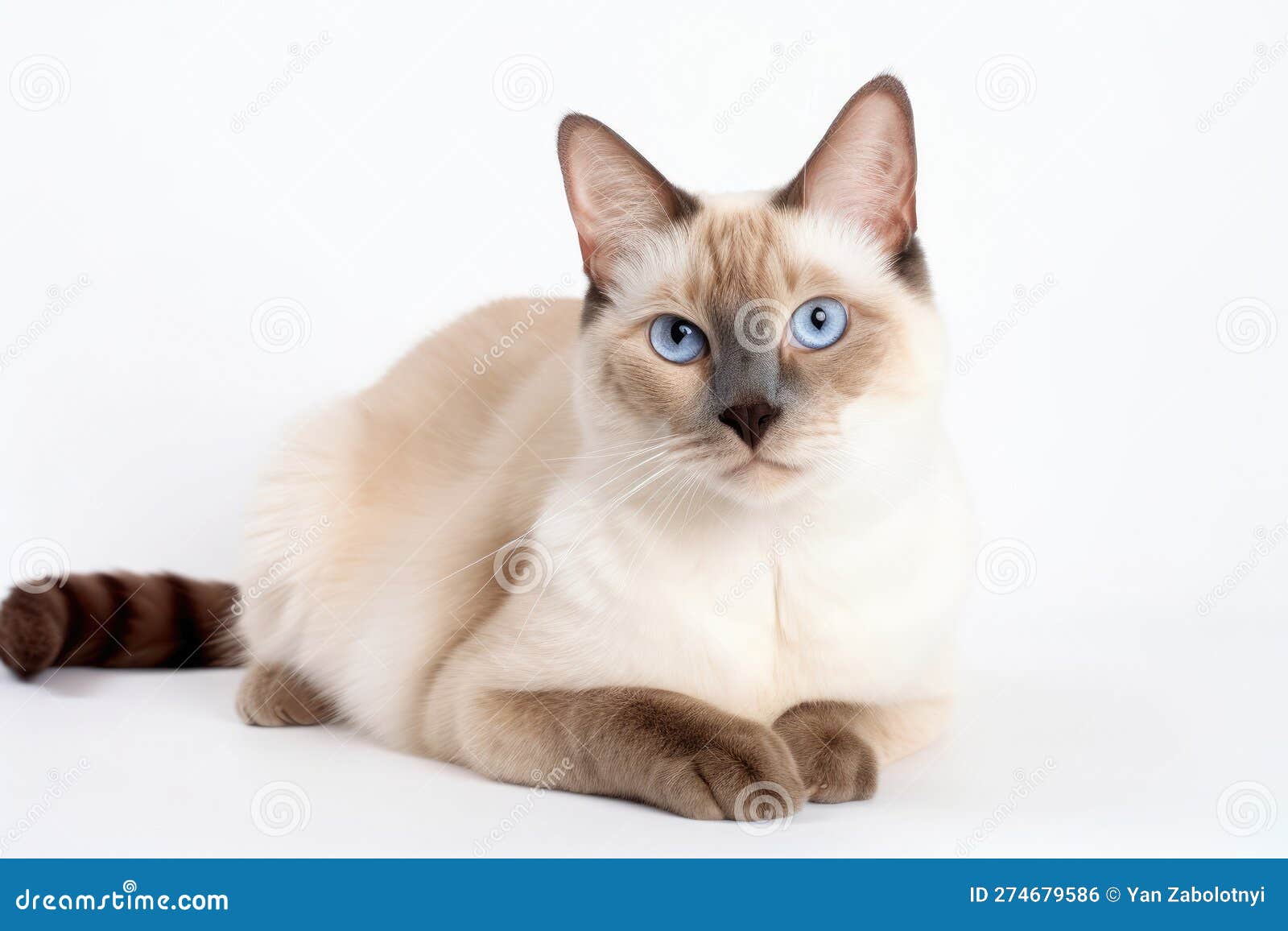 Mekong Bobtail Cat On Isolated Transparent Background, Png. Generative ...