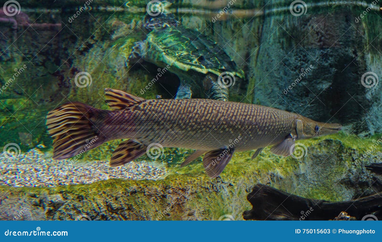 Mekong Fish at the Pond in Singapore Zoo Stock Image - Image of cold ...