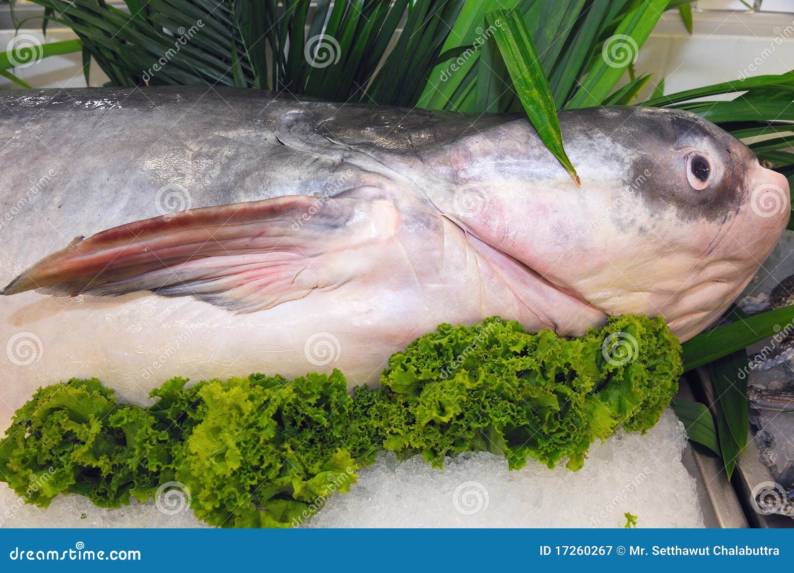 Mekong Giant Catfish stock image. Image of healthy, skin - 17260267