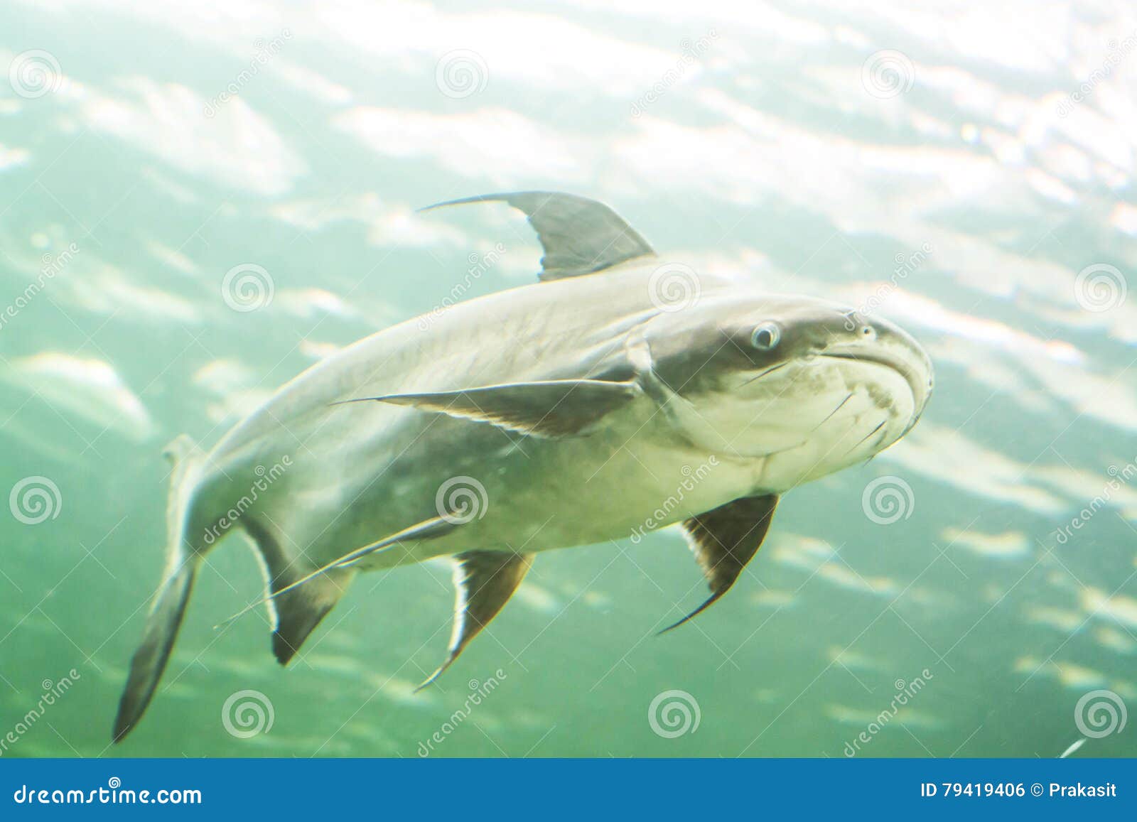 Mekong giant catfish stock photo. Image of saltwater - 79419406