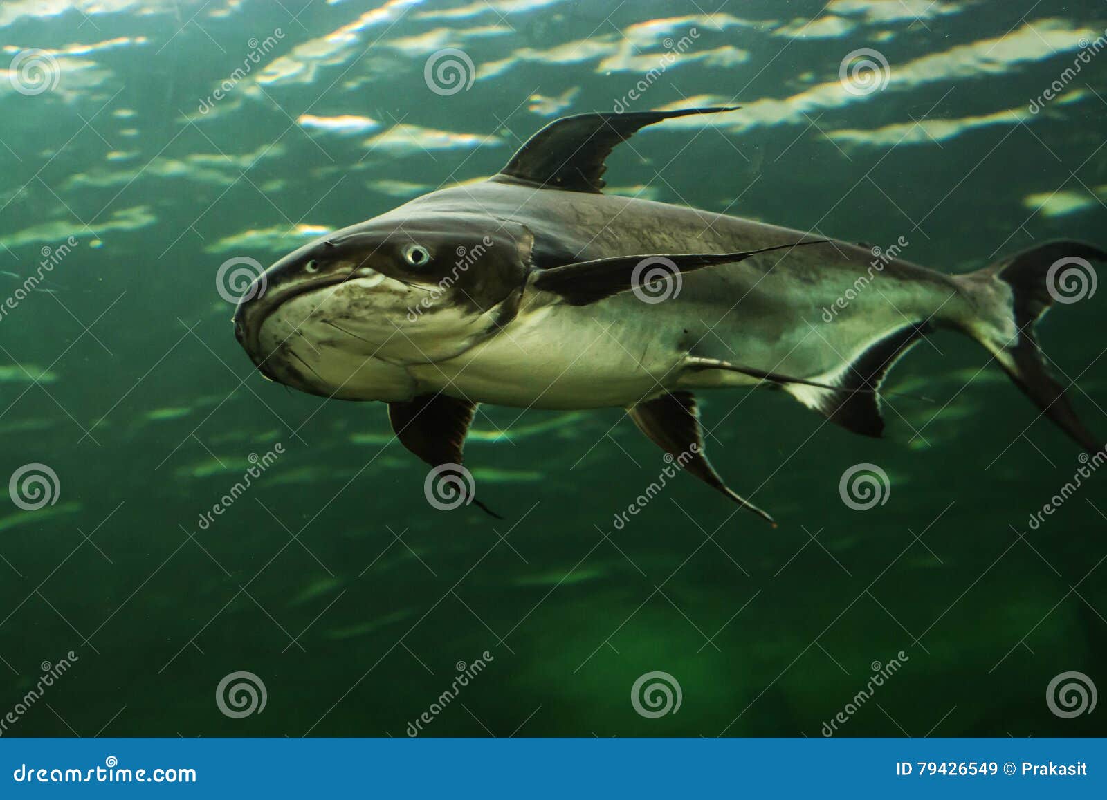 Mekong giant catfish stock image. Image of fish, carp - 79426549