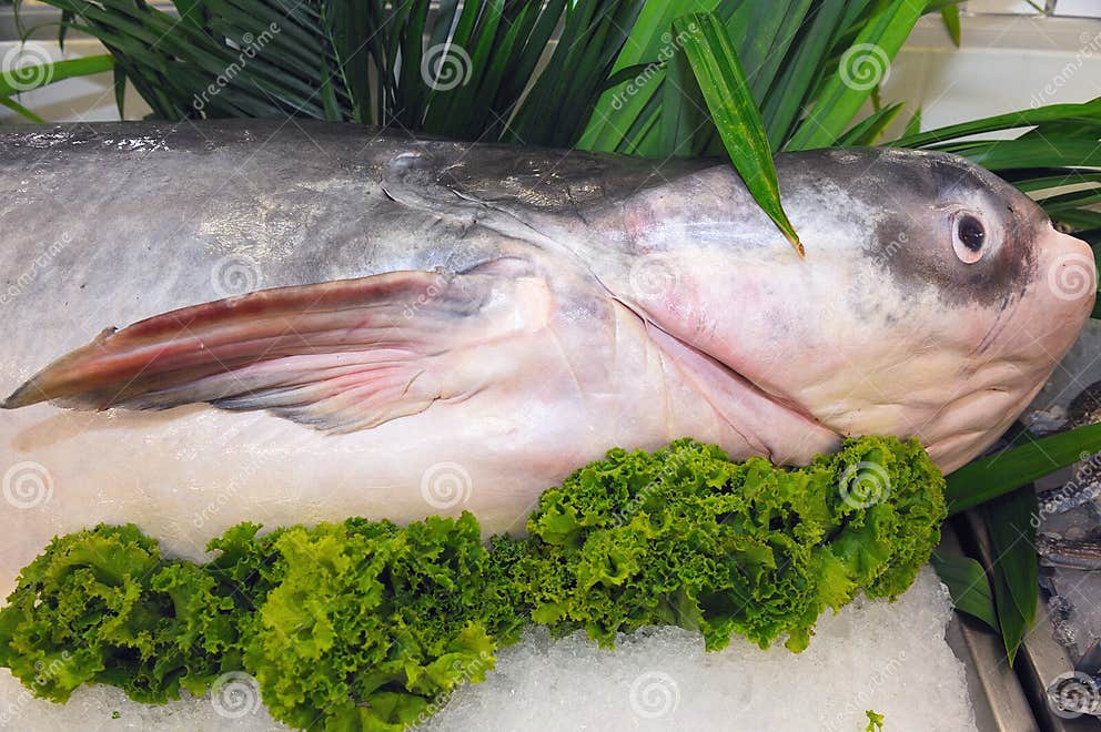 Mekong-Riese-Wels stockbild. Bild von kambodscha, riesig - 17260267