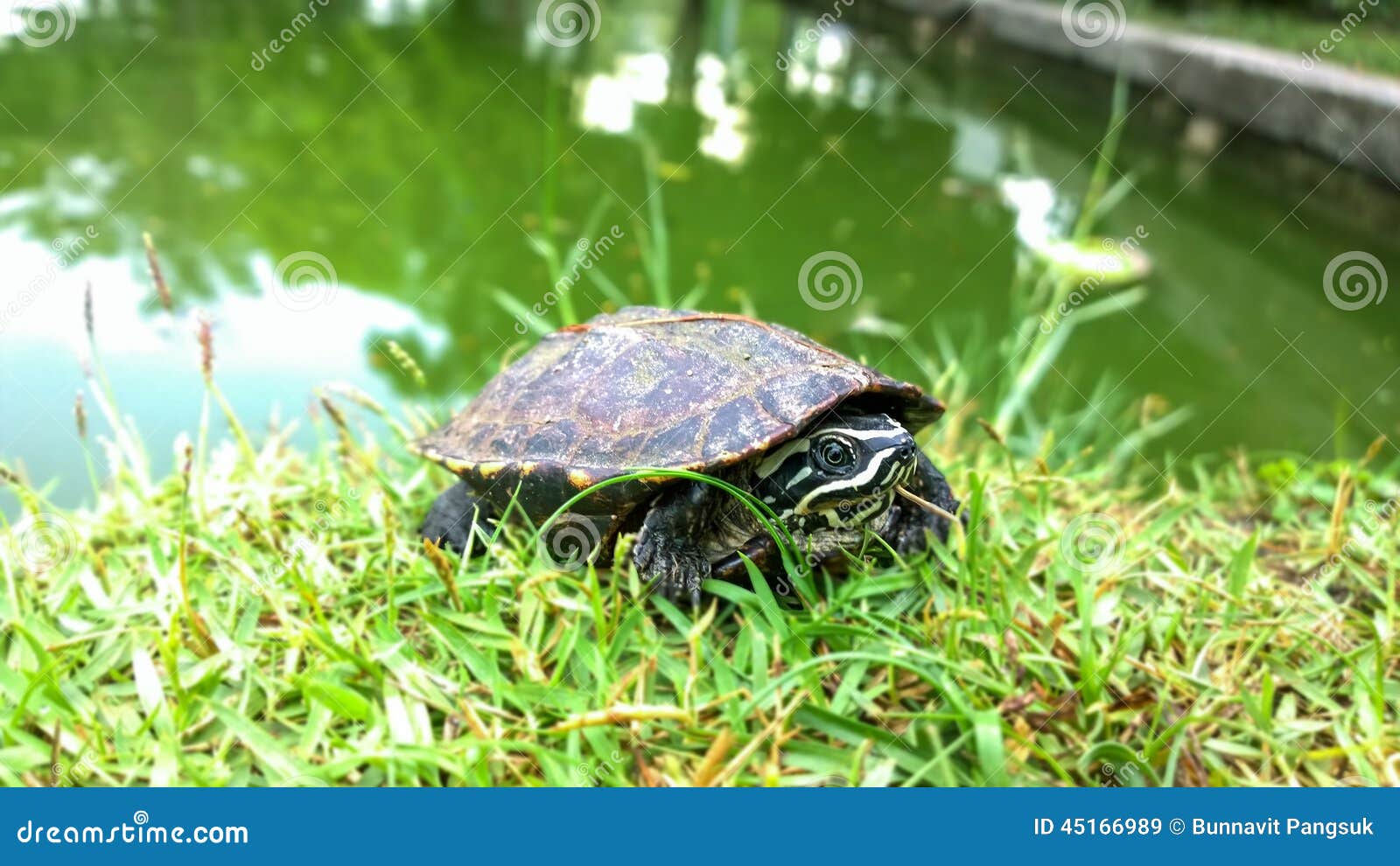 Mekong snail-eating turtle stock image. Image of ornament - 45166989