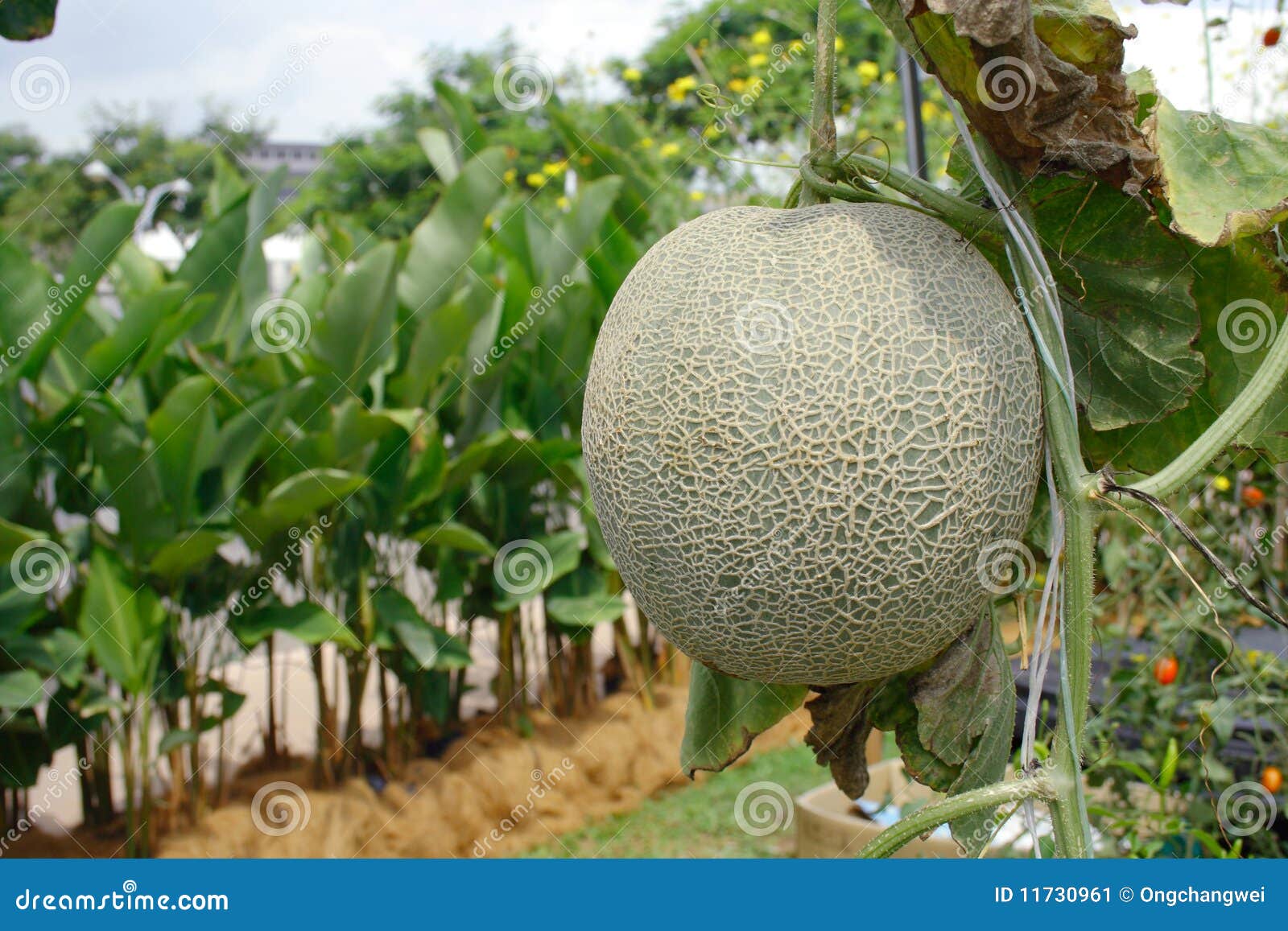 Melão do orvalho do mel imagem de stock. Imagem de orvalho - 11730961