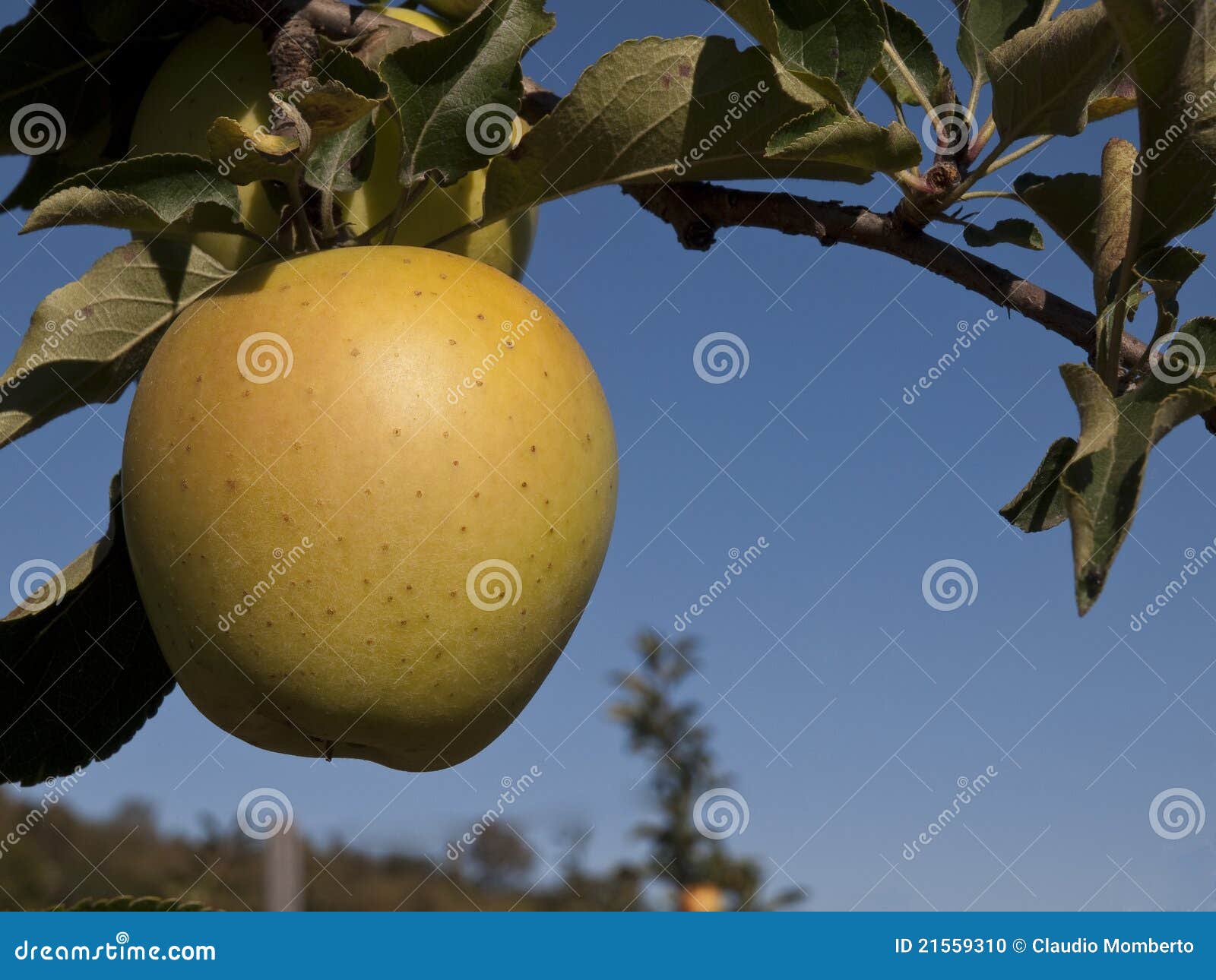 Mela stock photo. Image of details, tree, fruit, food - 21559310