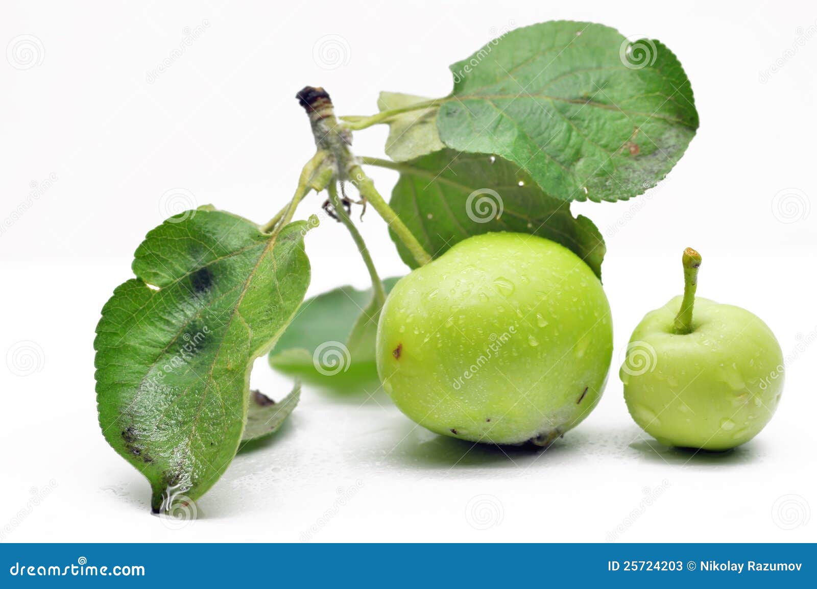 Mela Verde Acerba Su Una Filiale Immagine Stock - Immagine di ...