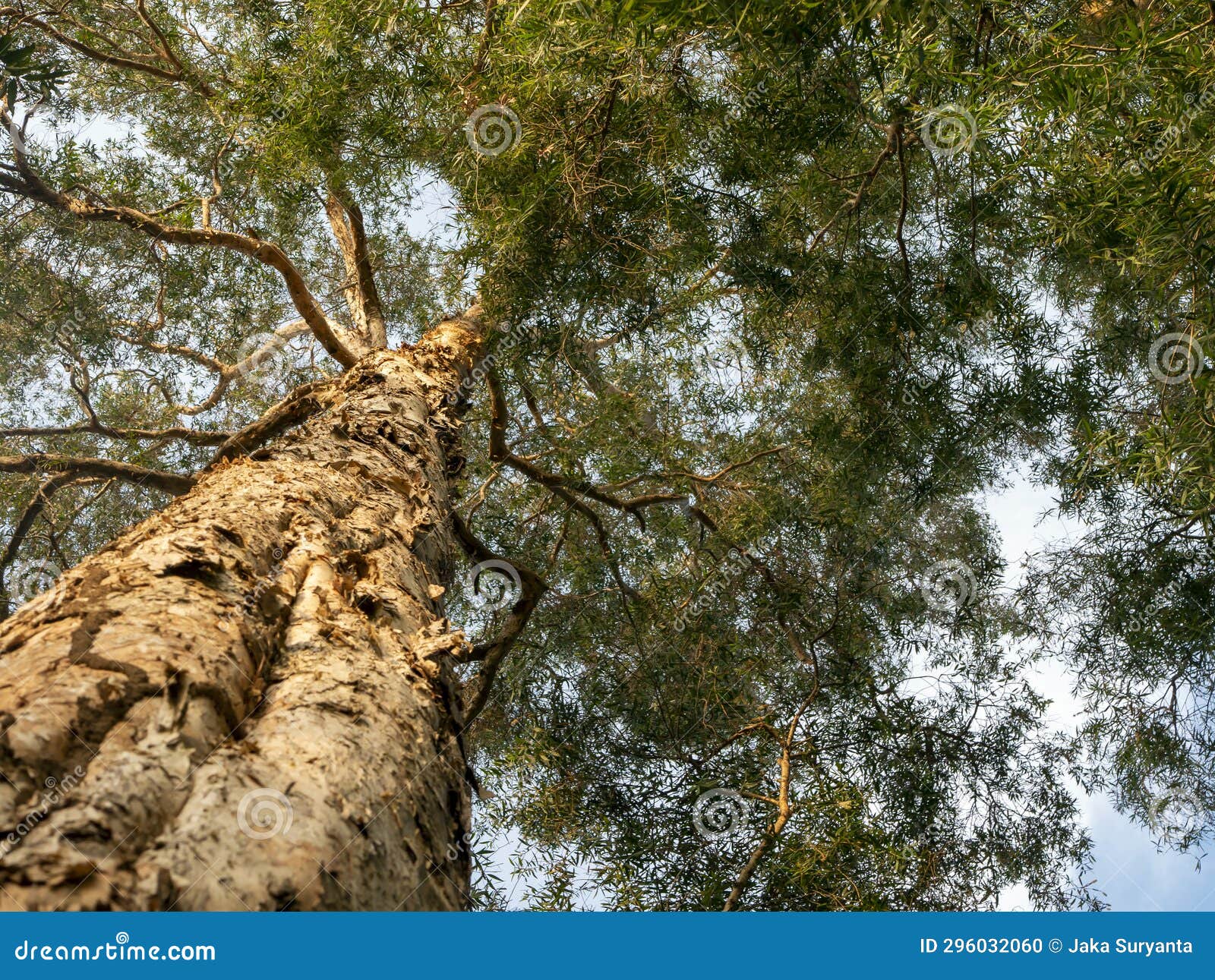 A Melaleuca Cajuputi Giant Tree, Commonly Known As Cajuput Stock Photo ...