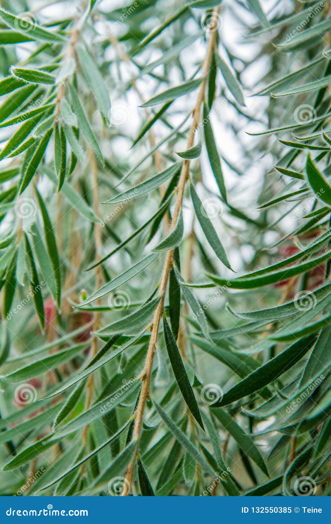 Melaleuca Citrina, Commonly Known As Common Red, Crimson Or Lemon ...