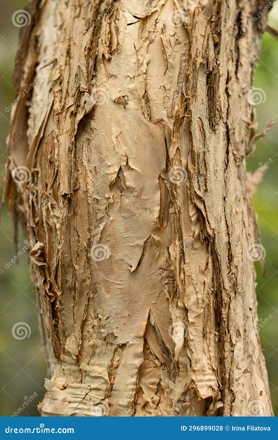 Melaleuca (Paperbark) Tree In Swamp Royalty-Free Stock Photography ...