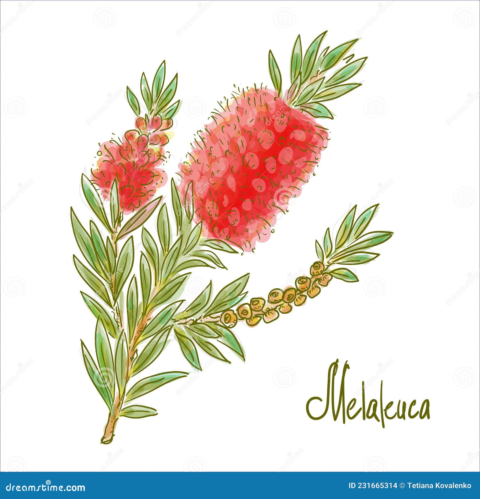 Melaleuca Or Paperbarks, Honey-myrtles Or Tea-trees. Vector ...
