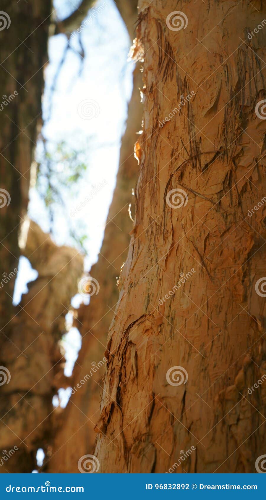 Melaleuca Tree Trunk stock photo. Image of brown, treetrunk - 96832892