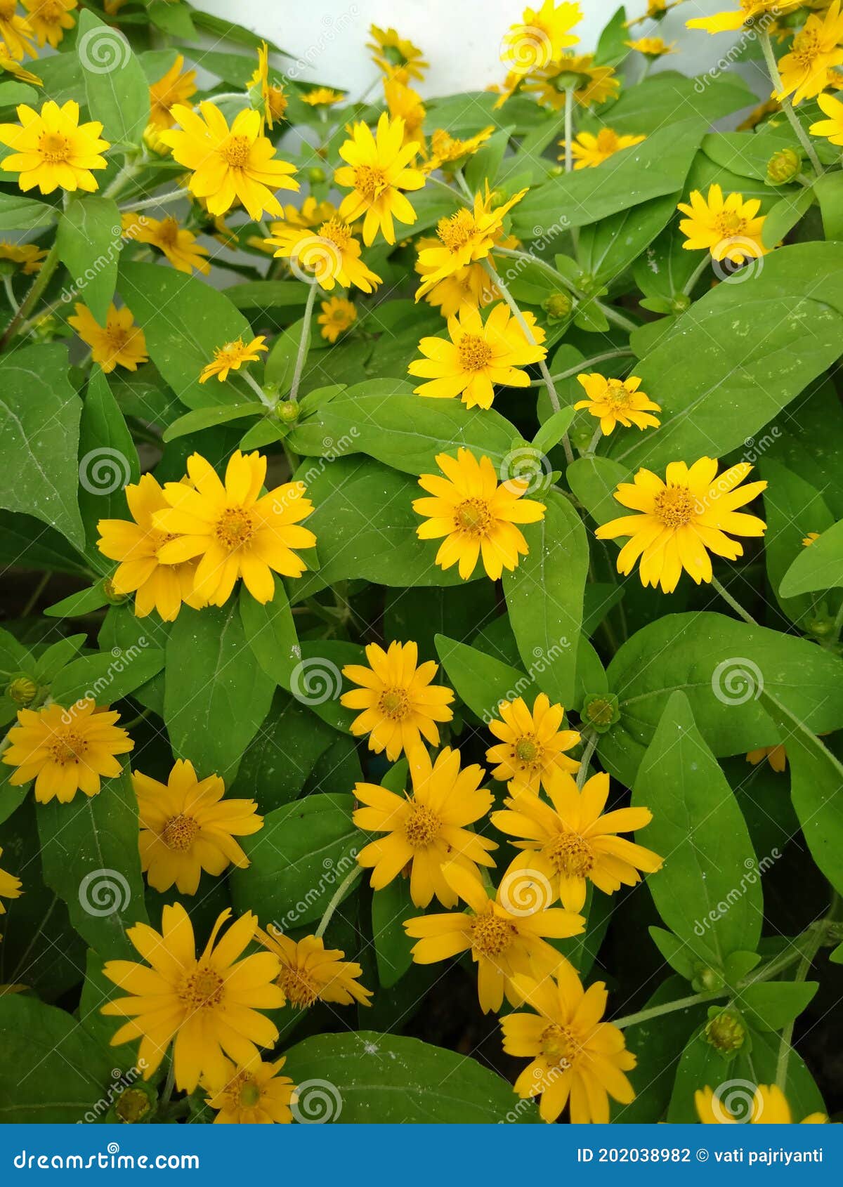 Melampodium Butter Daisy stock photo. Image of garden - 202038982