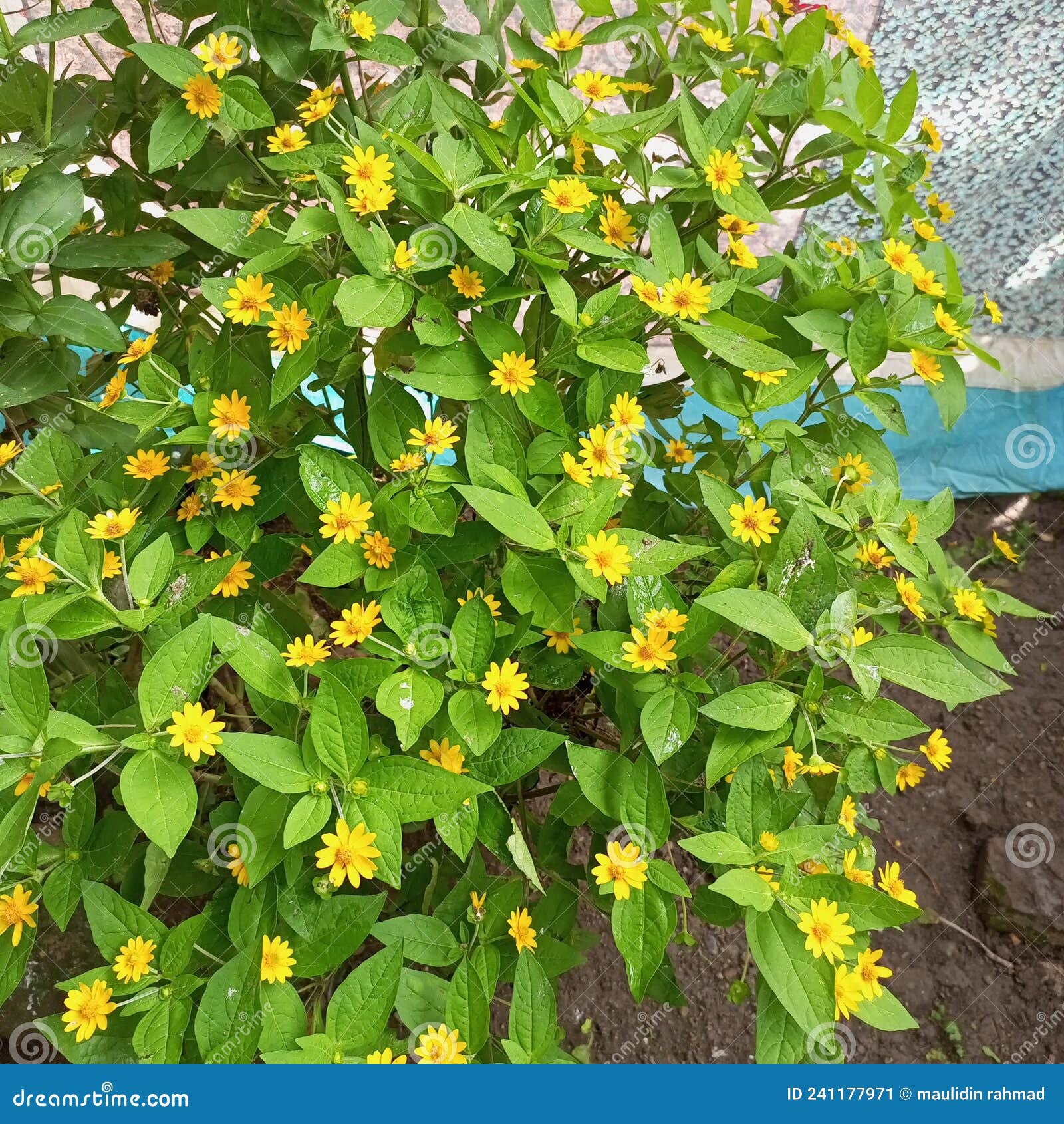 Melampodium Divaricatum Flower in the Garden Stock Image - Image of ...