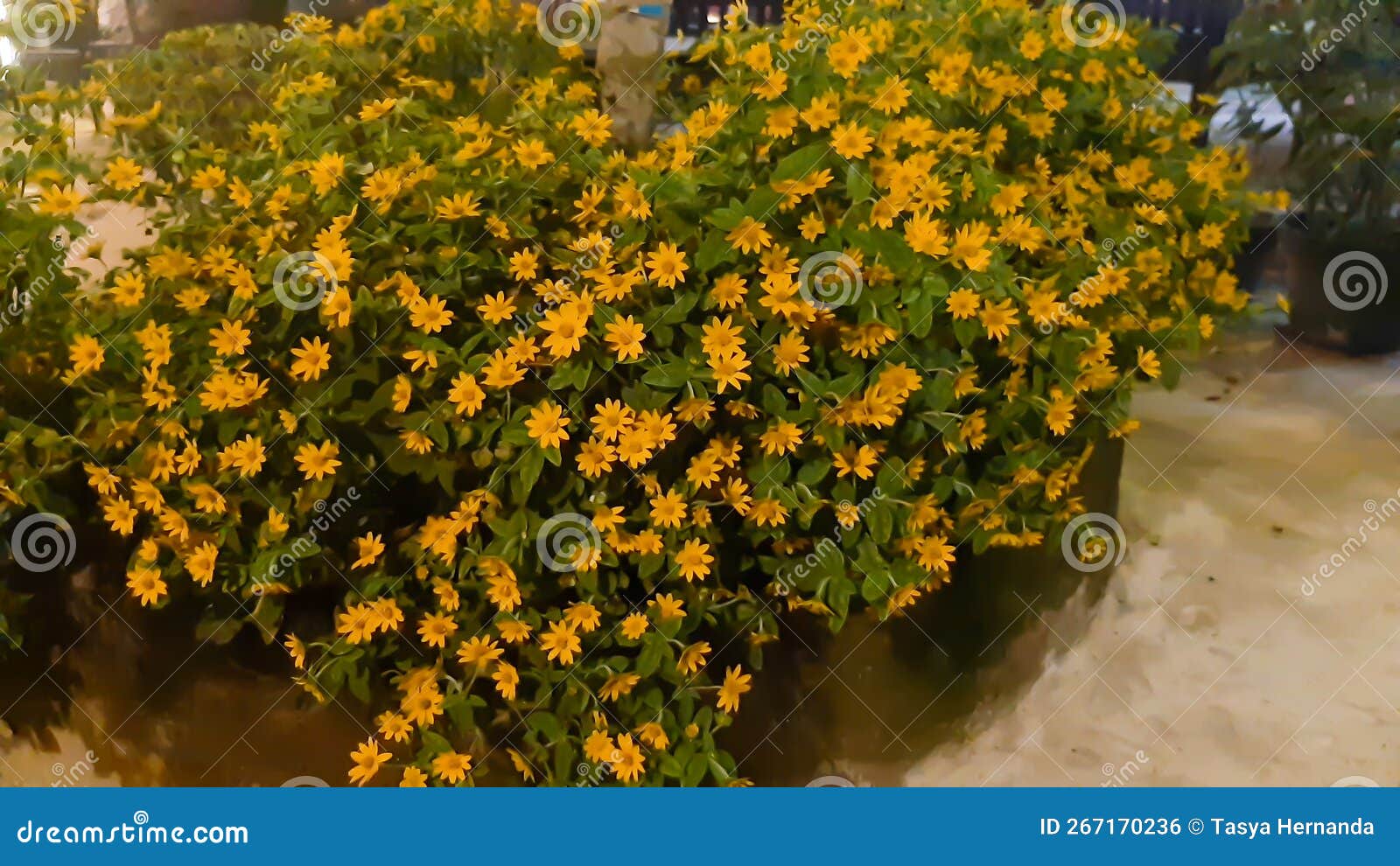Melampodium Divaricatum Flowers Stock Photo - Image of plant, shrub ...