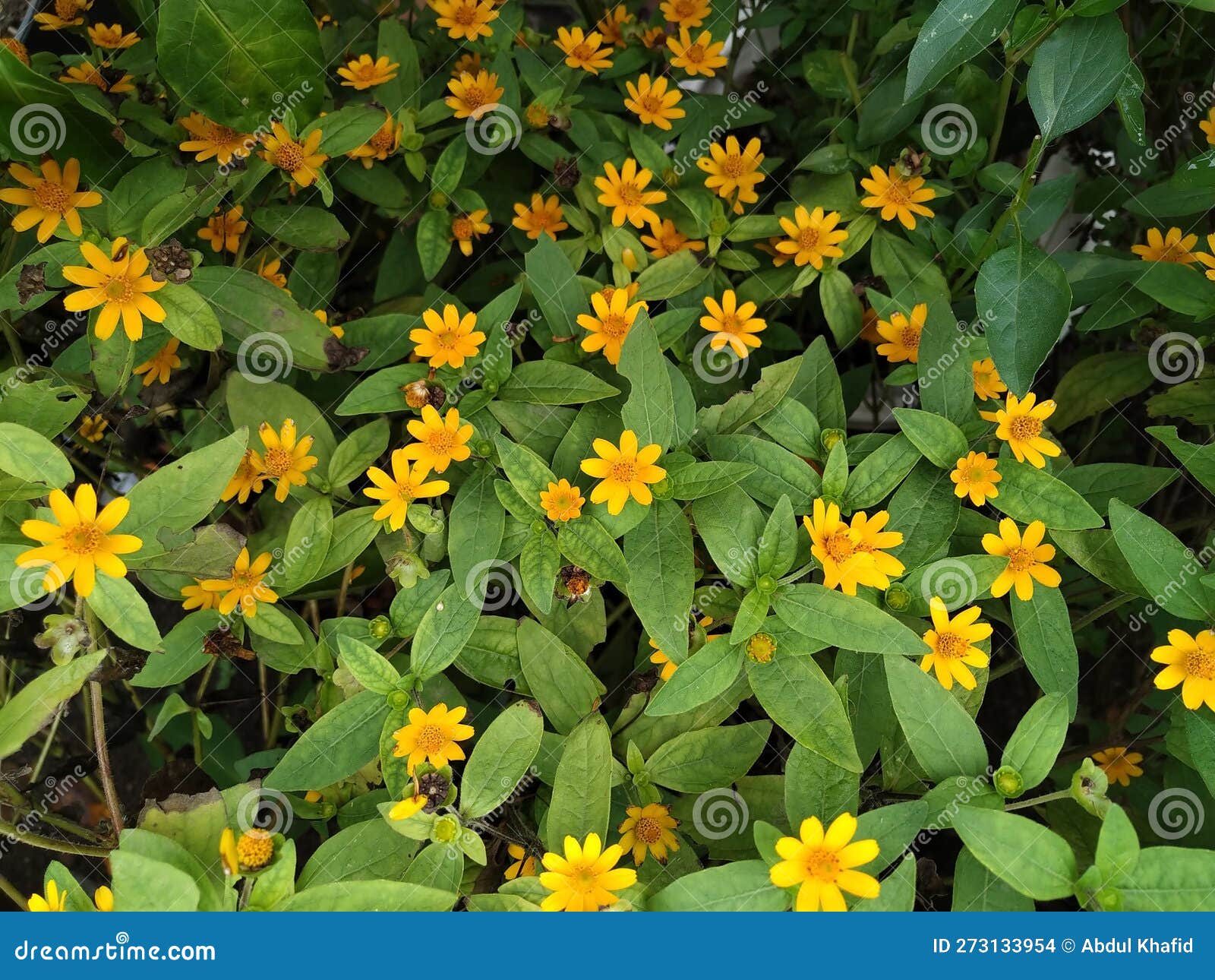 Melampodium flower stock photo. Image of autumn, yellow - 273133954