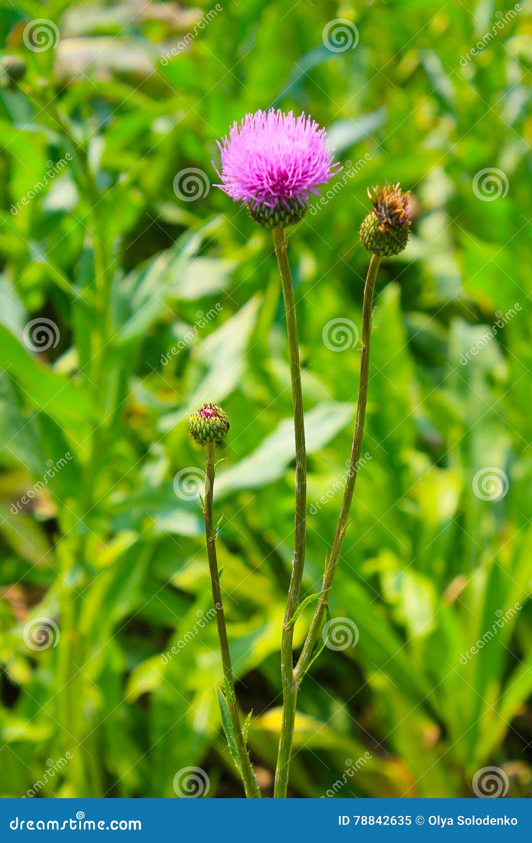 Melancholische Distel & X28; Cirsium Heterophyllum& X29; Stock ...