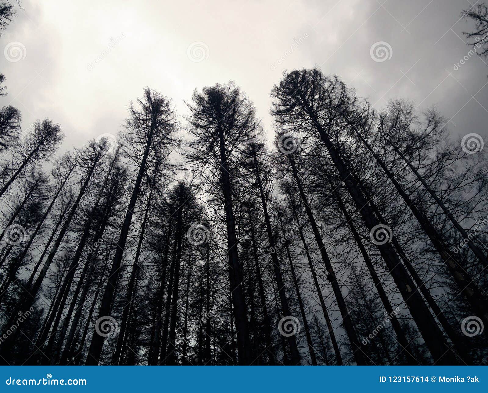 Melancholy, Cold, Extinct Forest Stock Photo - Image of pine, plant ...