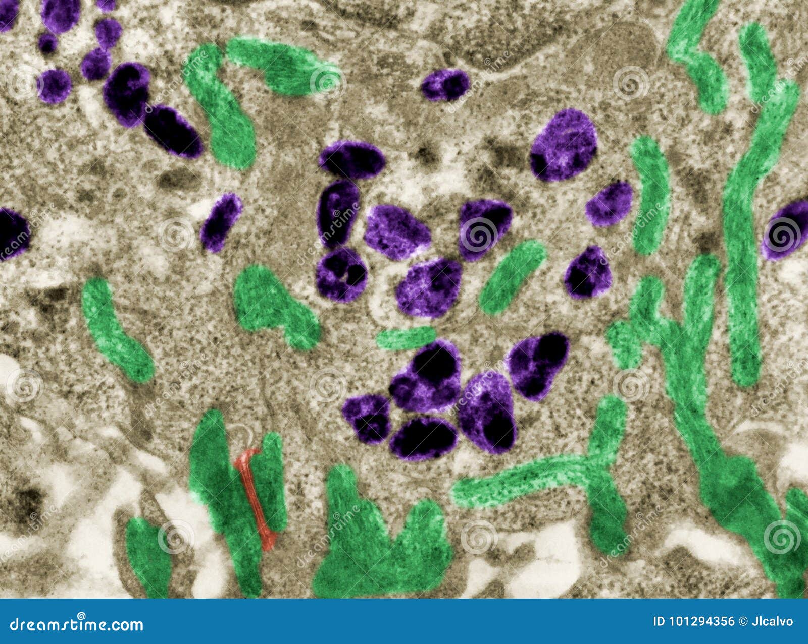 Melanin Granules in Skin Cell. False Colour TEM Stock Photo - Image of ...