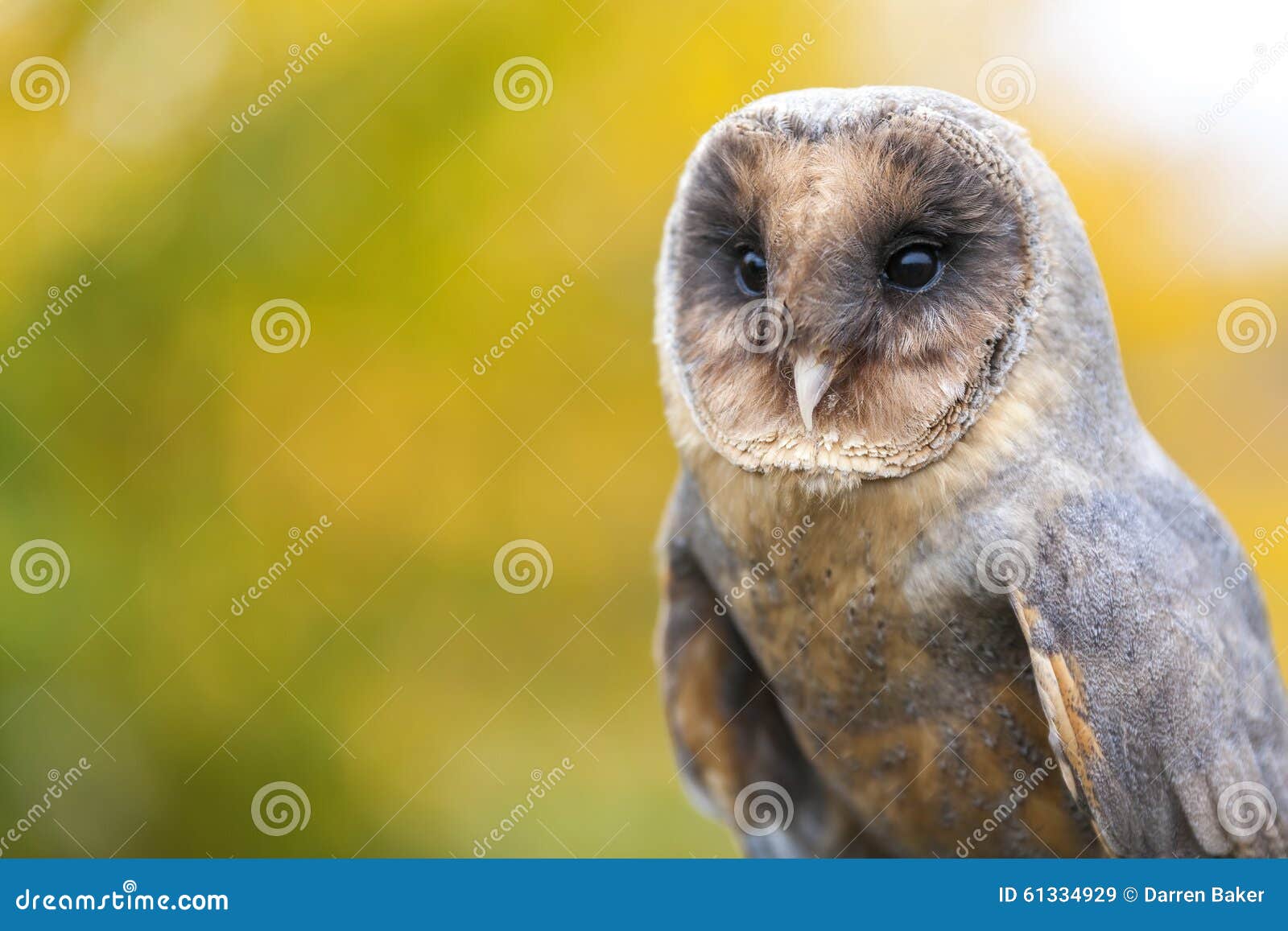 The Black Barn 16th Century, Woodoaks Farm, Maple Cross Royalty-Free ...