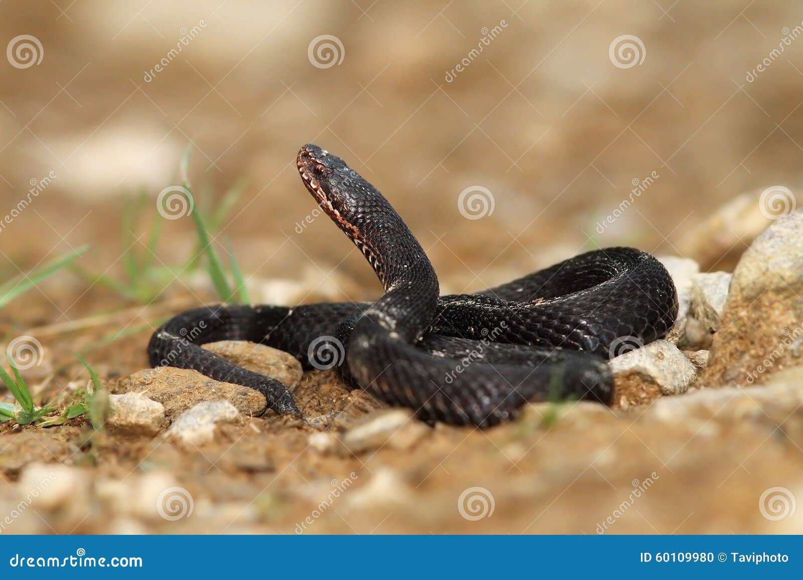 Melanistic male adder stock photo. Image of herpetology - 60109980