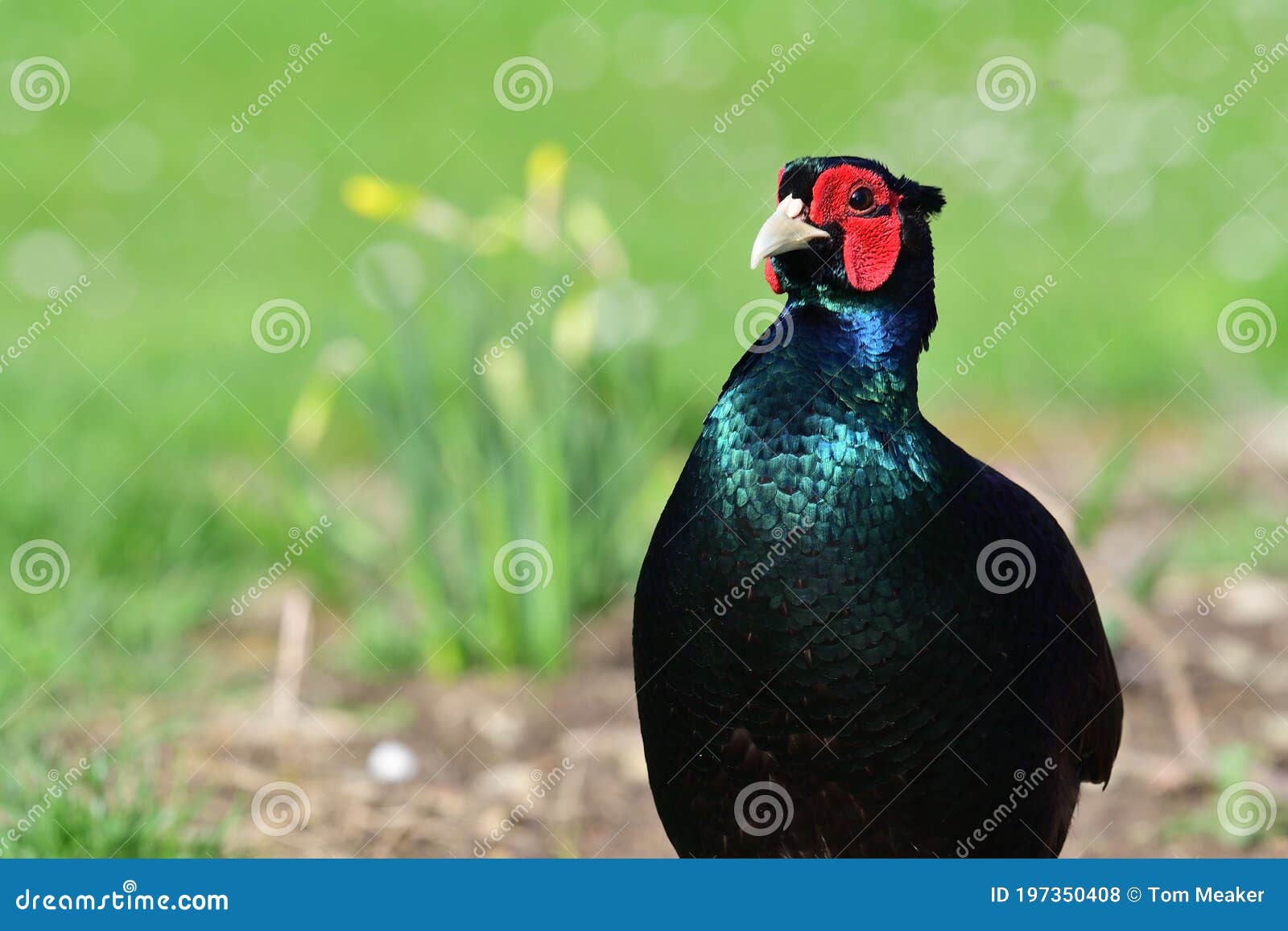 Melanistic pheasant stock photo. Image of black, fauna - 197350408