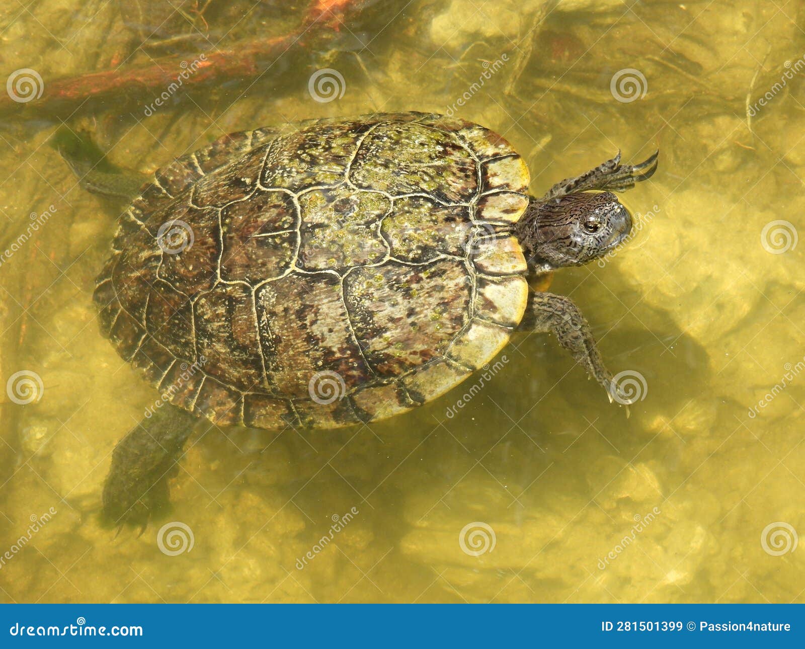 Melanistic Red Eared Slider Trachemys Scripta Elegans Stock Image Image Of Florida Eared
