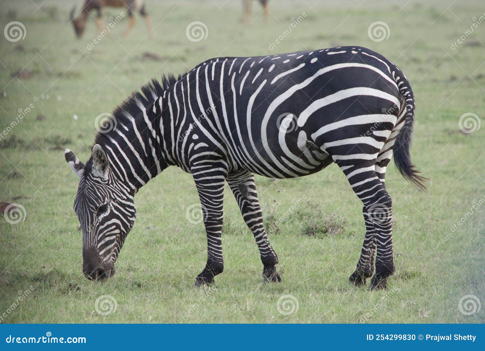 Melanistic zebra stock photo. Image of prey, melanistic - 254299830