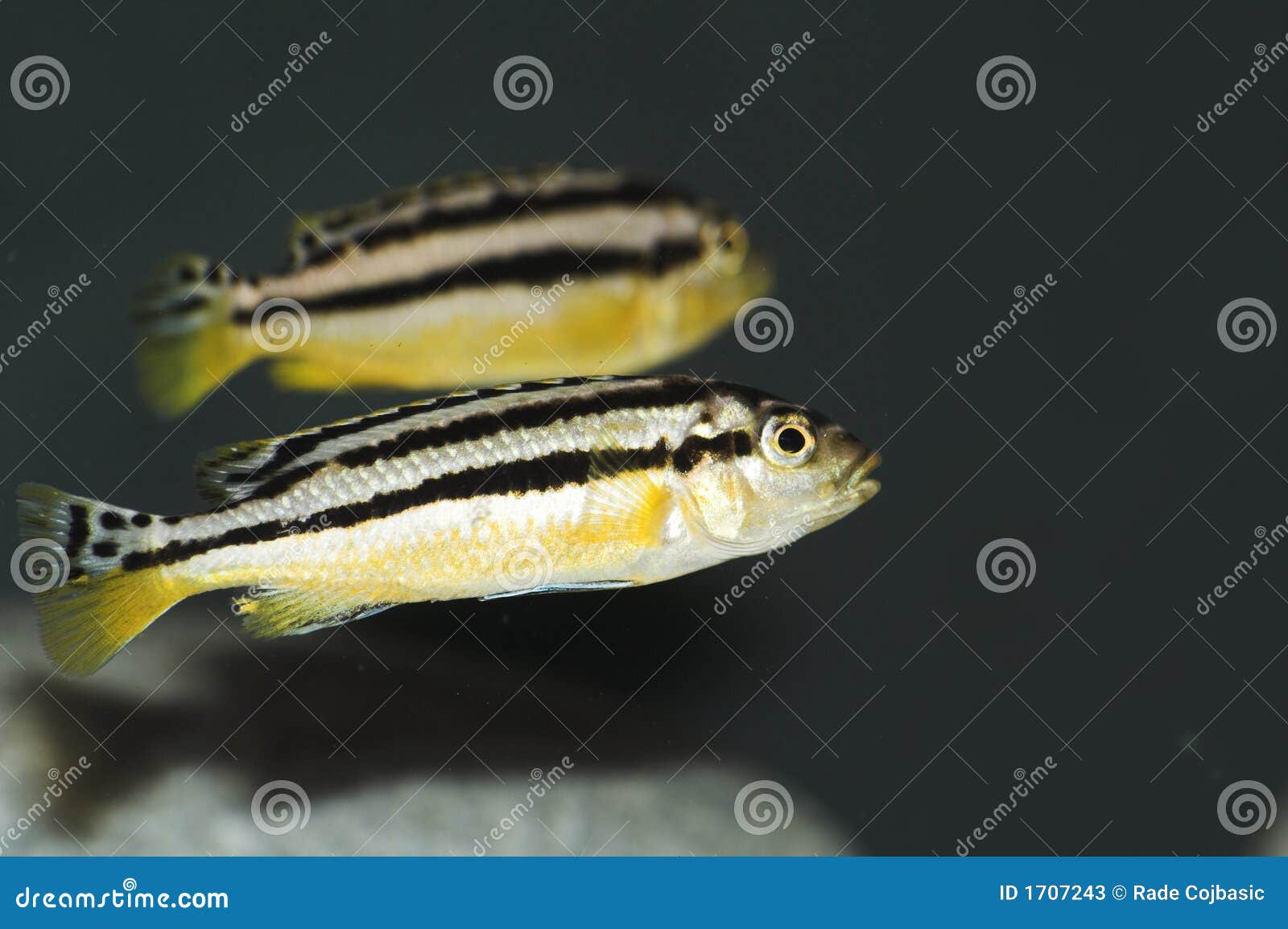 Melanochromis Auratus stock image. Image of fresh, macro - 1707243