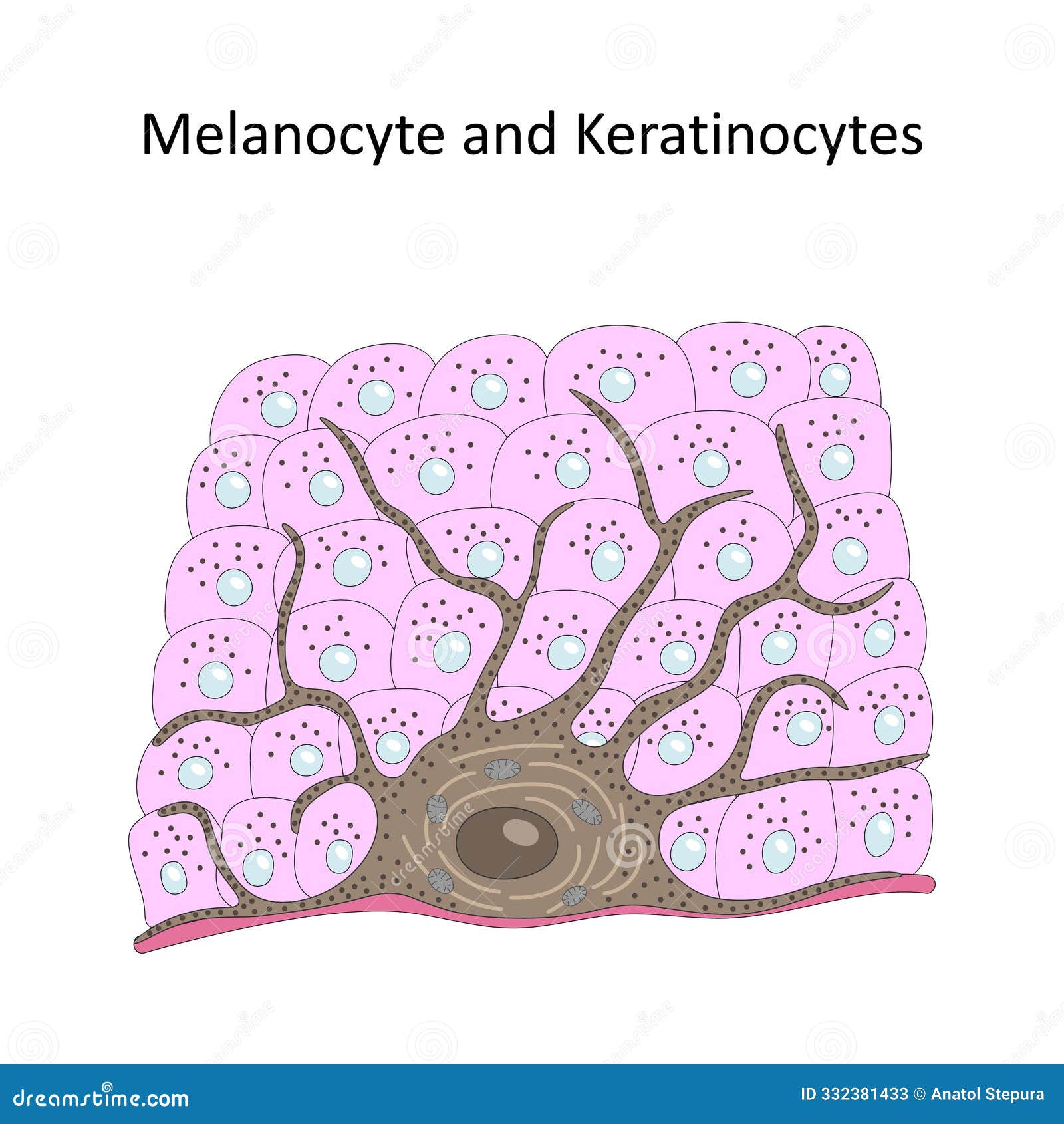Melanocitos Y Queratinocitos. Ilustración del Vector - Ilustración de ...