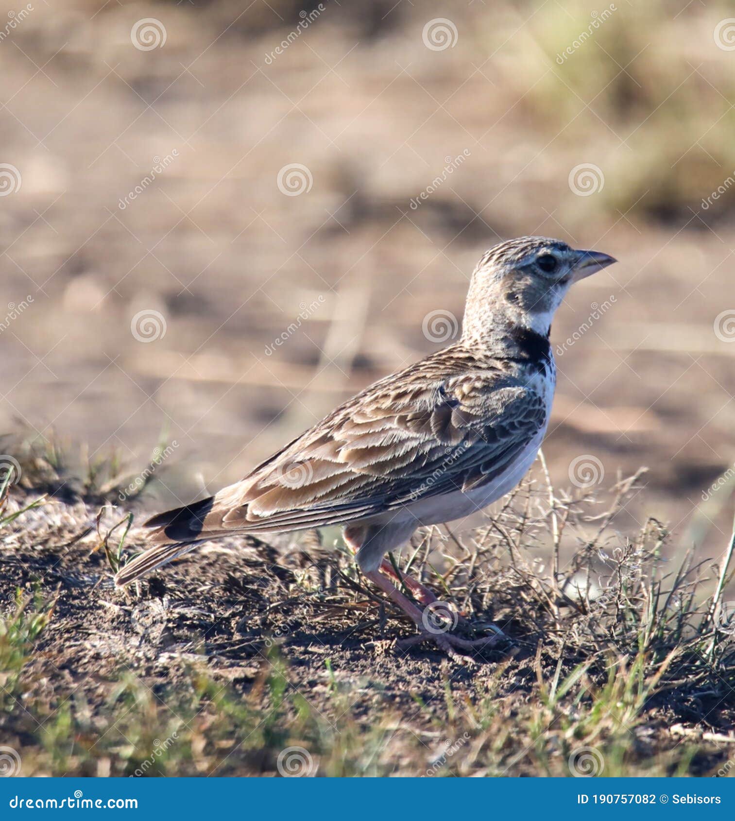 Calandra Lark Bird Or Melanocorypha Calandra In Steppe Stock ...