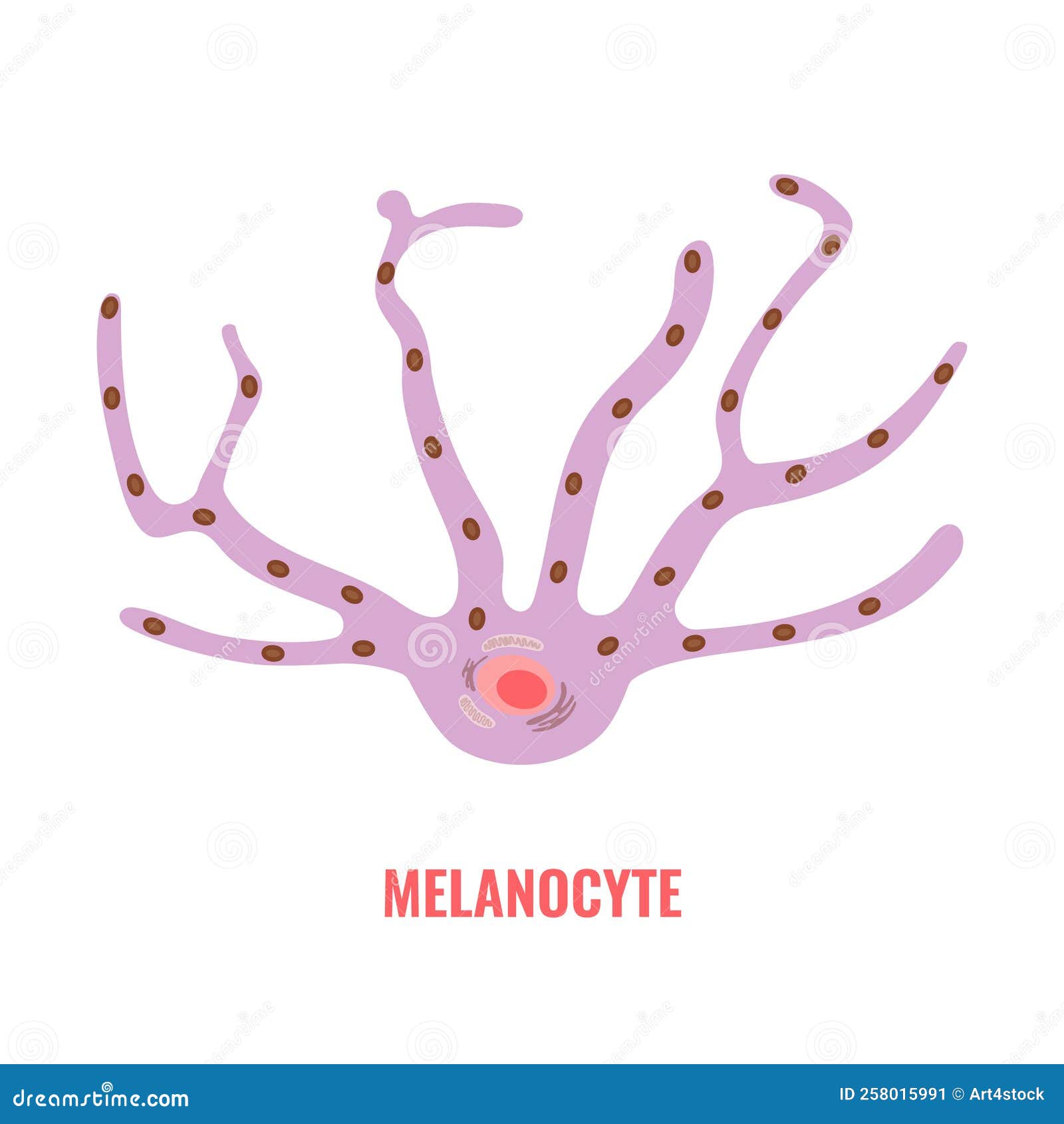 Melanocyte - Melanin Producing Cells. Melanocyte Structure. Cartoon ... Melanocyte - Melanin Producing Cells. Melanocyte Structure. Cartoon ...