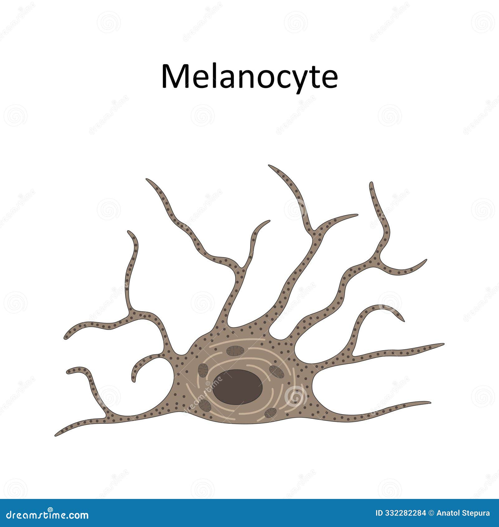 Melanocyte - Melanin Producing Cells. Melanocyte Structure. Cartoon ...