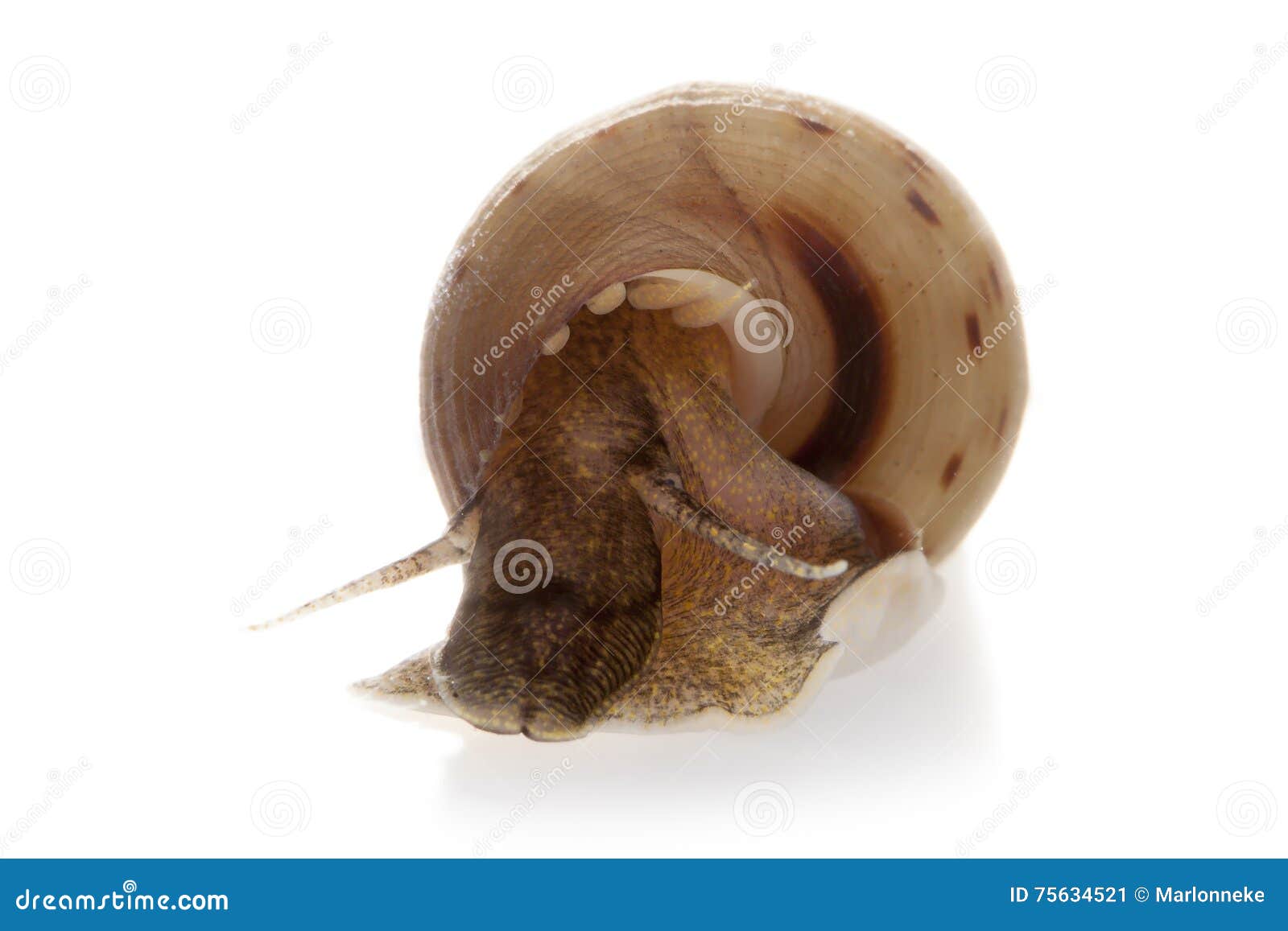 Melanoides Stock Photos - Free & Royalty-Free Stock Photos from Dreamstime