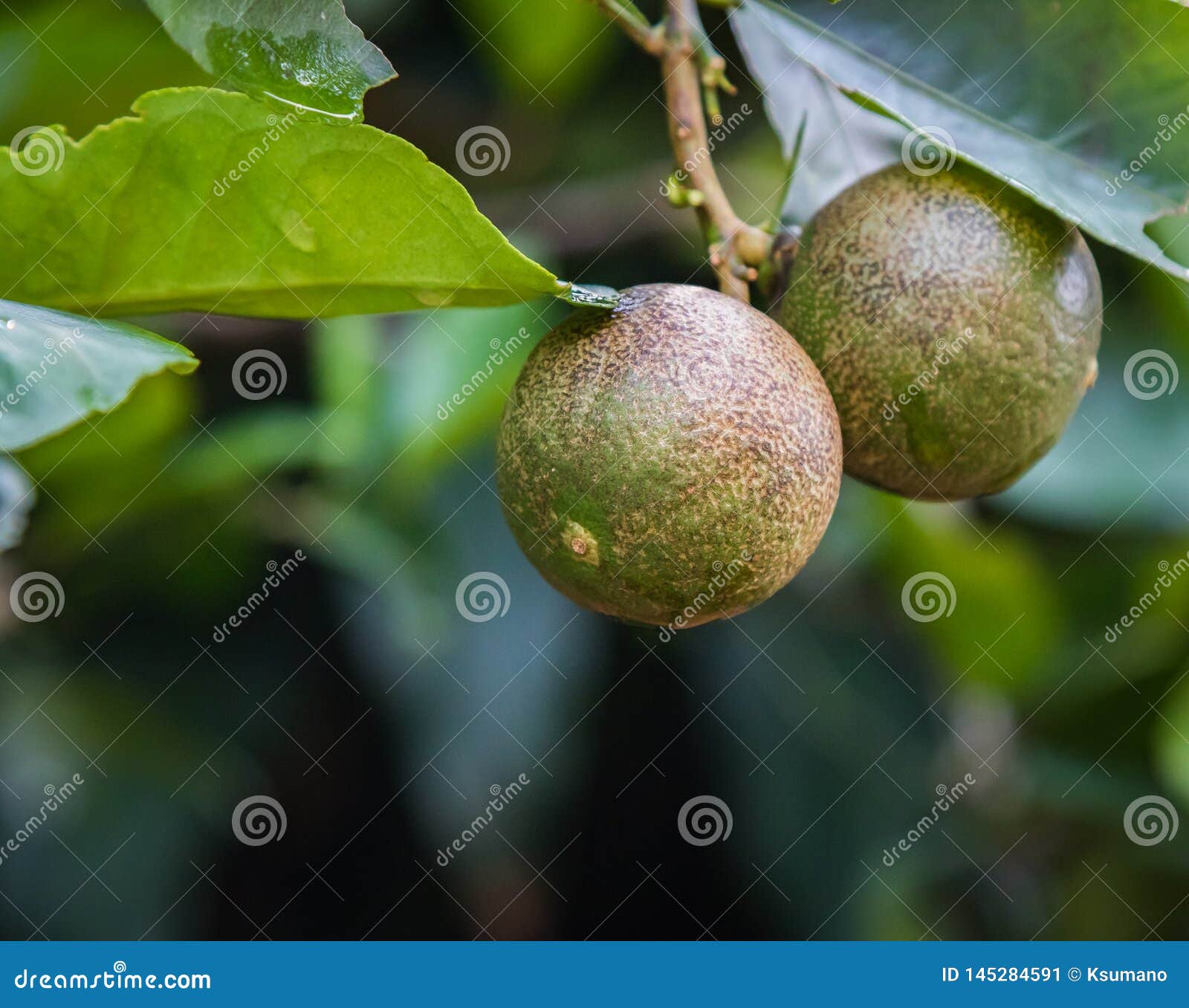 Melanose en la cal imagen de archivo. Imagen de tropical - 145284591