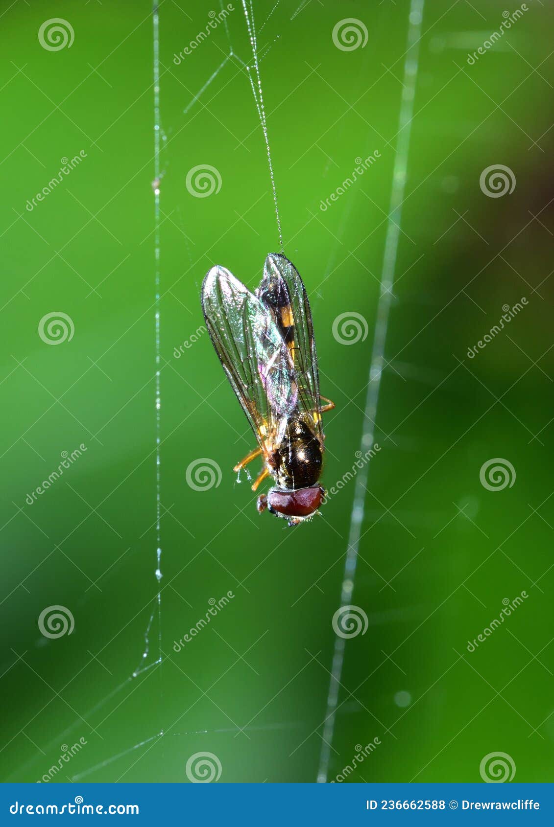 Melanostoma Mellinum in a Spiders Web Stock Photo - Image of feeding, pollination: 236662588