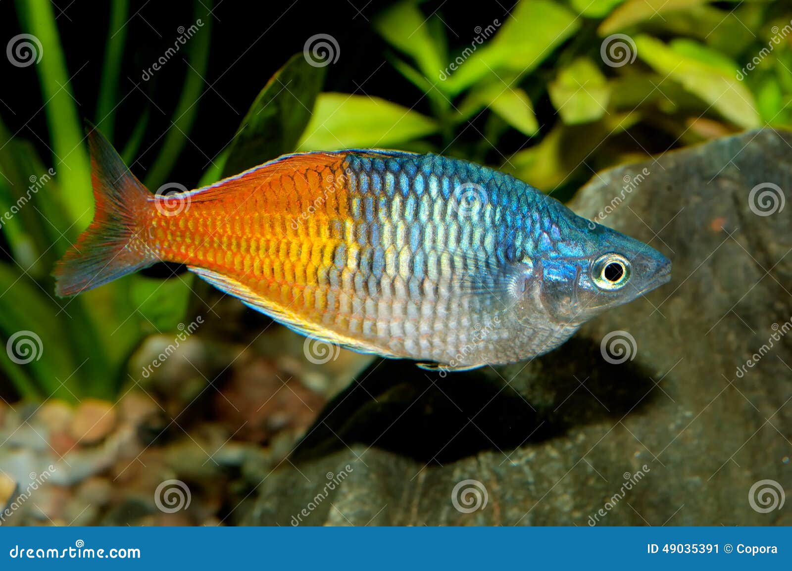 Australian Rainbow Fish