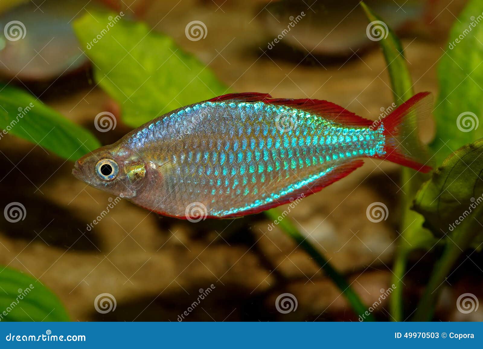 Melanotaenia fish stock image. Image of rainbowfish, colorful - 49970503
