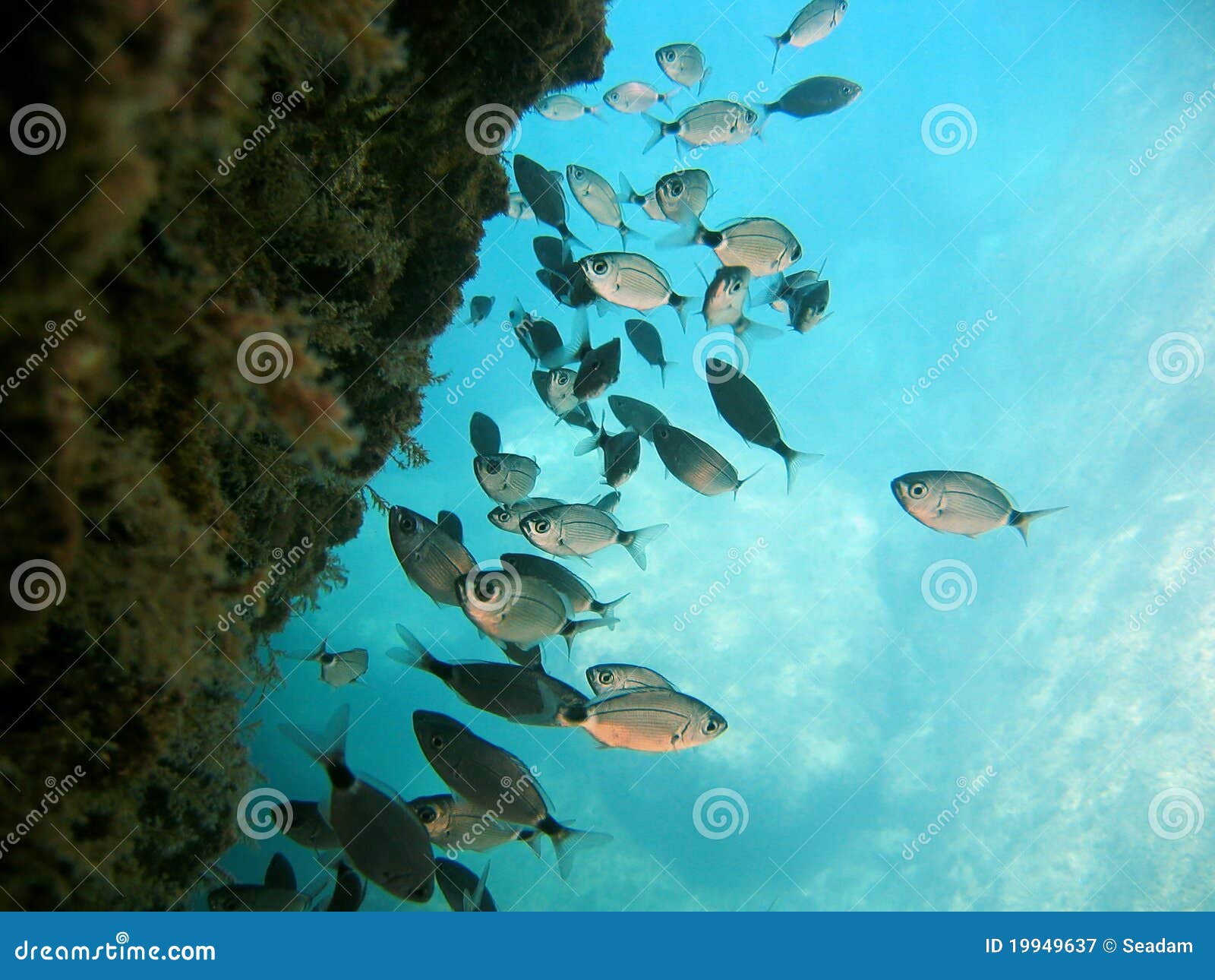 Melanura van Oblada stock afbeelding. Image of reserveren - 19949637