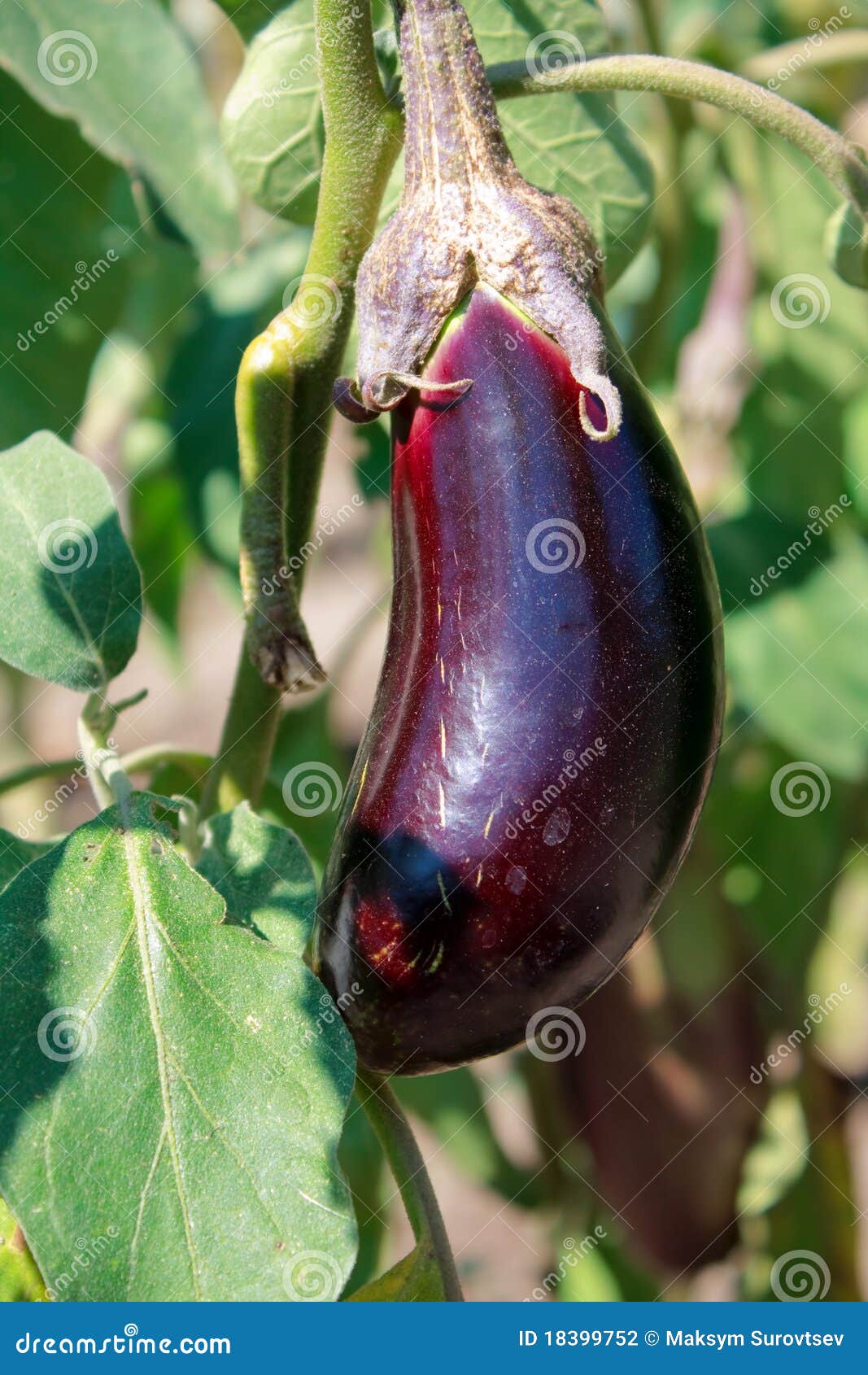 Melanzana fotografia stock. Immagine di nave, serra, verde - 18399752