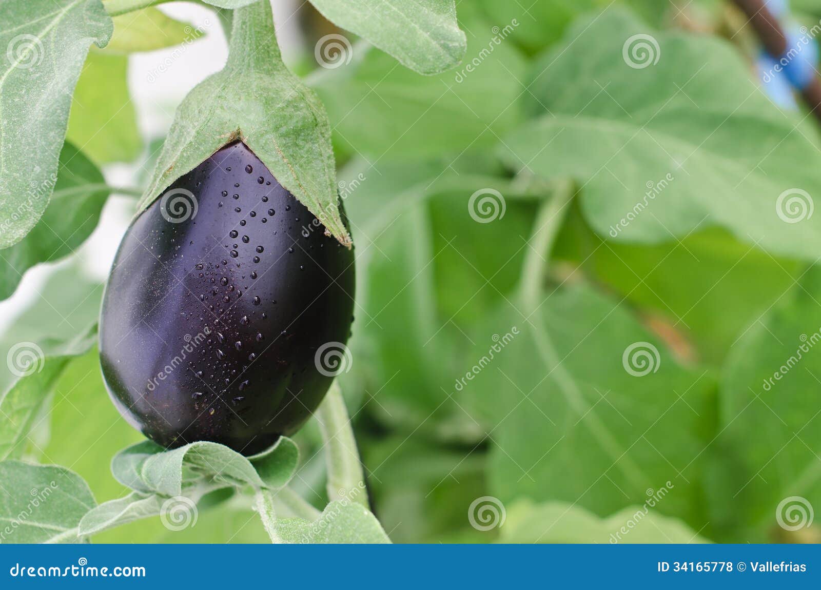 Melanzana fotografia stock. Immagine di verdura, podere - 34165778