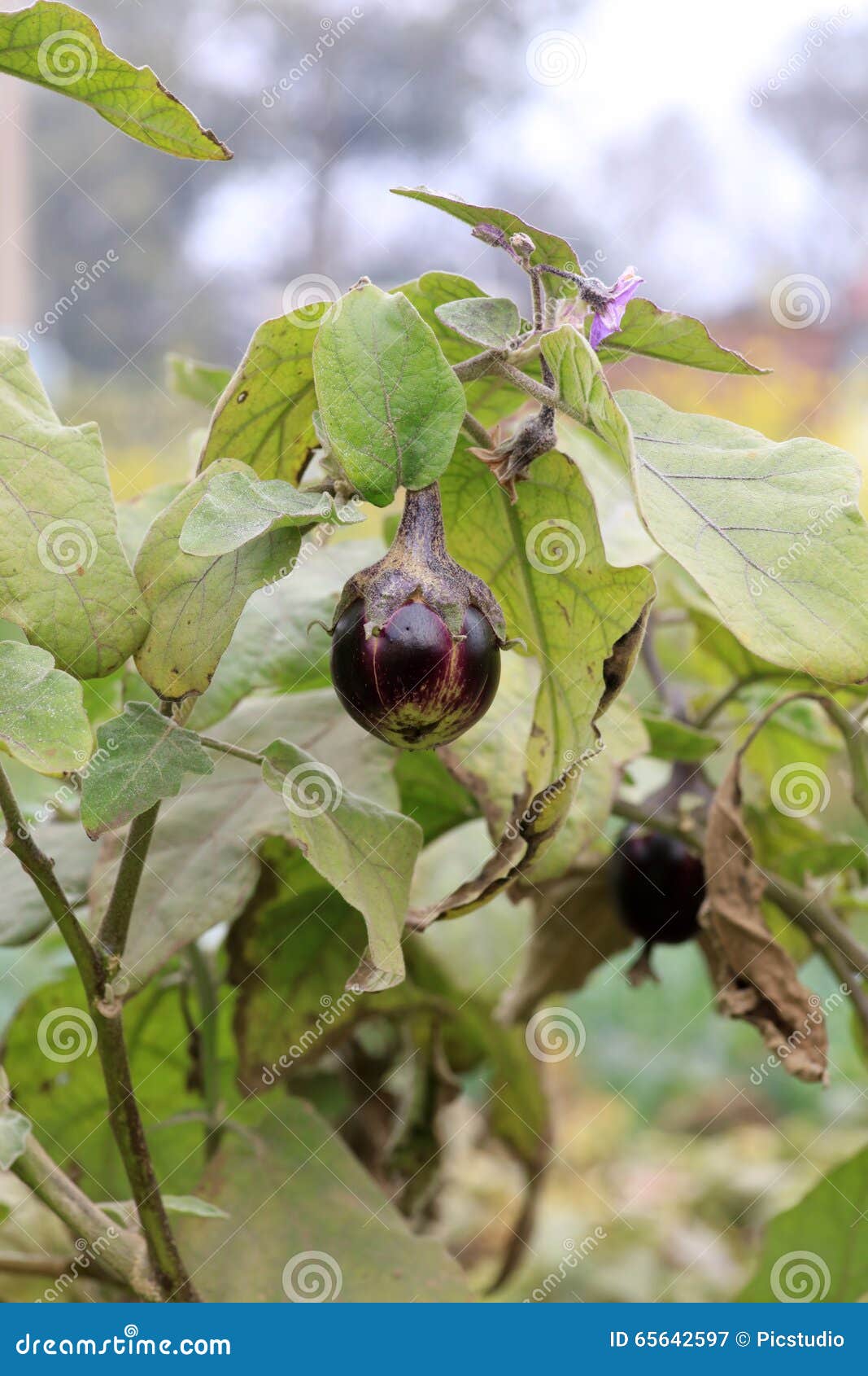 Melanzana immagine stock. Immagine di verdura, fresco - 65642597